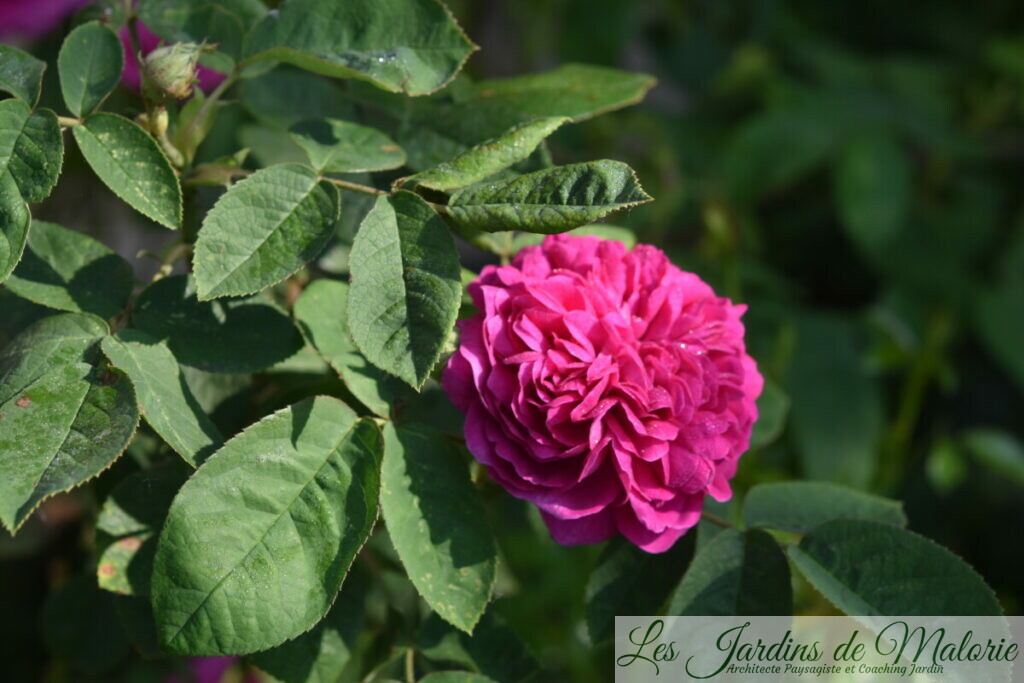Focus sur 'Rose de Rescht' - Les Jardins de Malorie