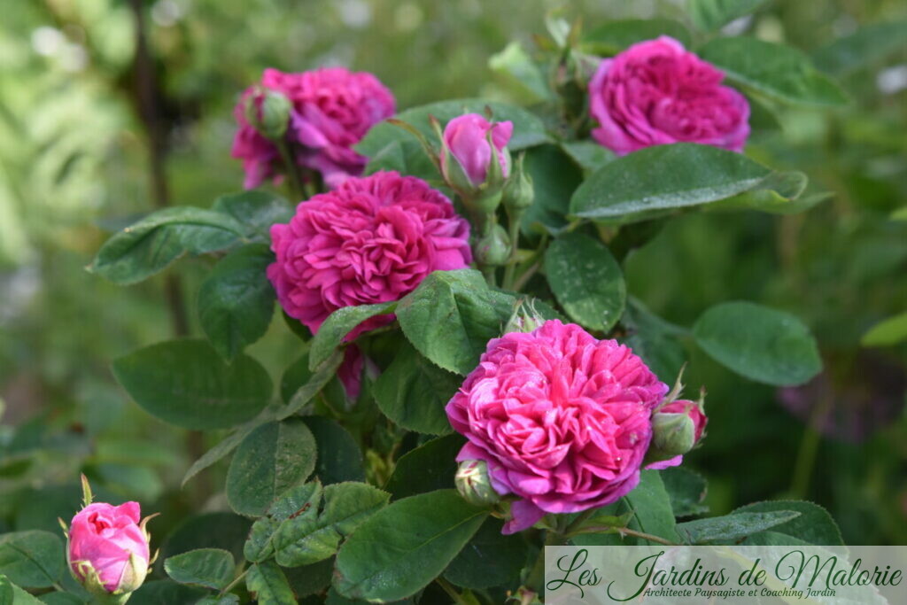 Focus sur 'Rose de Rescht' - Les Jardins de Malorie