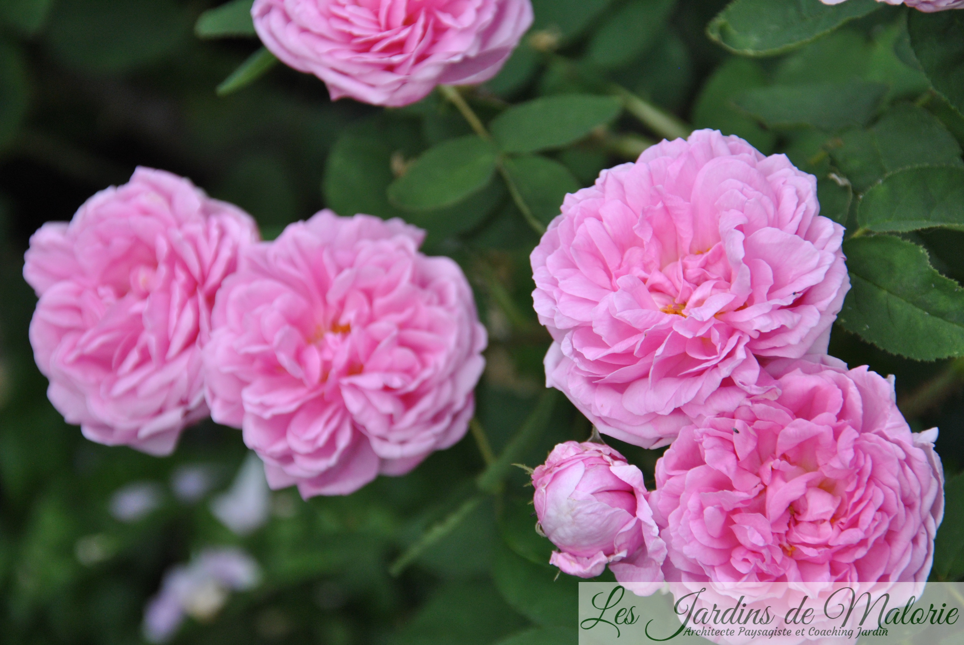 rosier 'Salet' - Les Jardins de Malorie