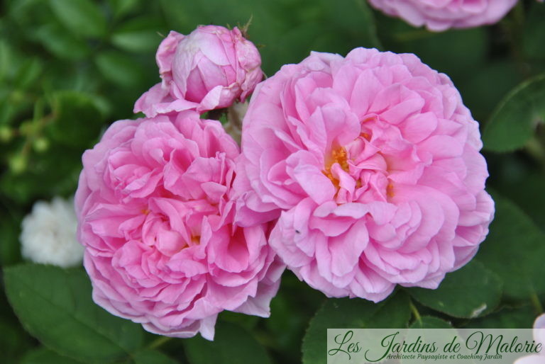 Focus sur le rosier 'Salet': le charme romantique des roses anciennes ...