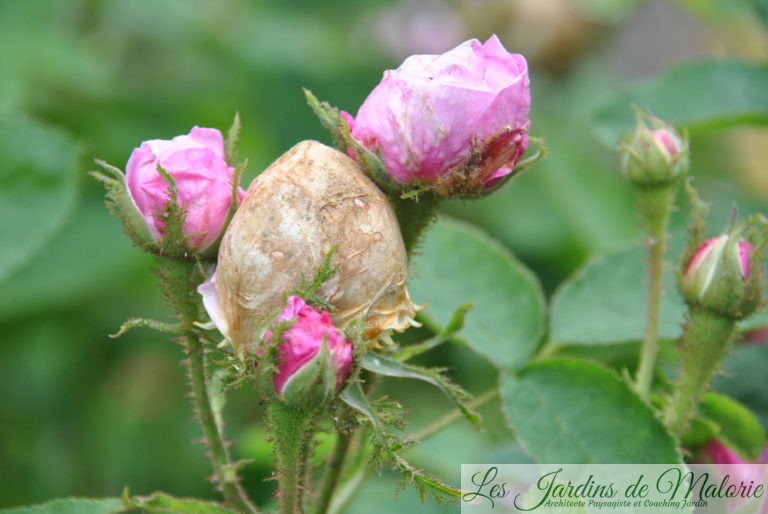 Focus sur le rosier 'Salet': le charme romantique des roses anciennes ...