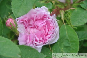 Focus sur le rosier 'Salet': le charme romantique des roses anciennes ...