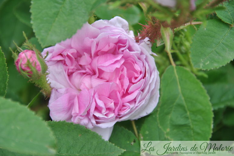 Focus sur le rosier 'Salet': le charme romantique des roses anciennes ...