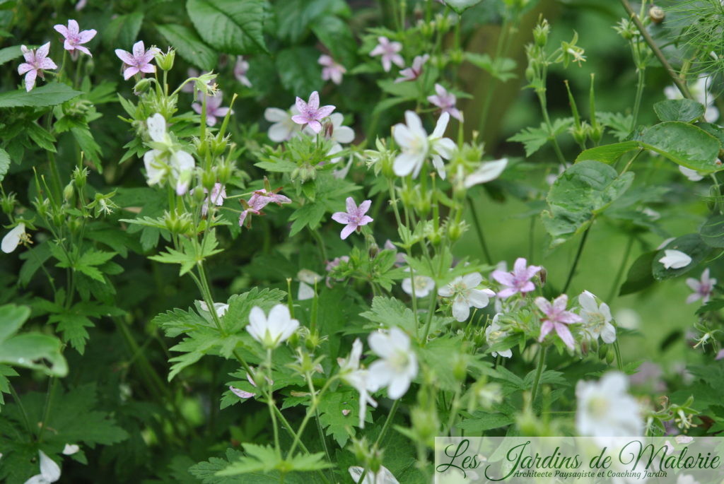 Géranium asphodéloides - Les Jardins de Malorie