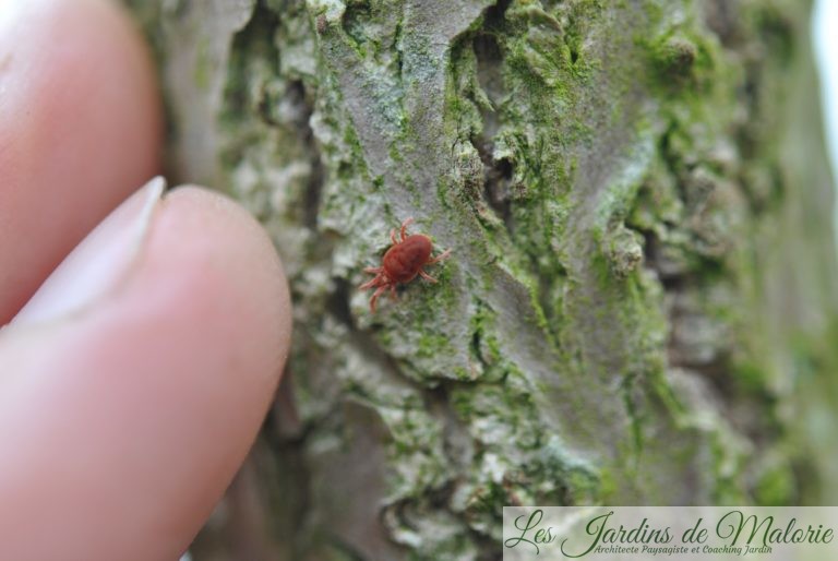 Parasites au jardin: l'acarien rouge - Les Jardins de Malorie