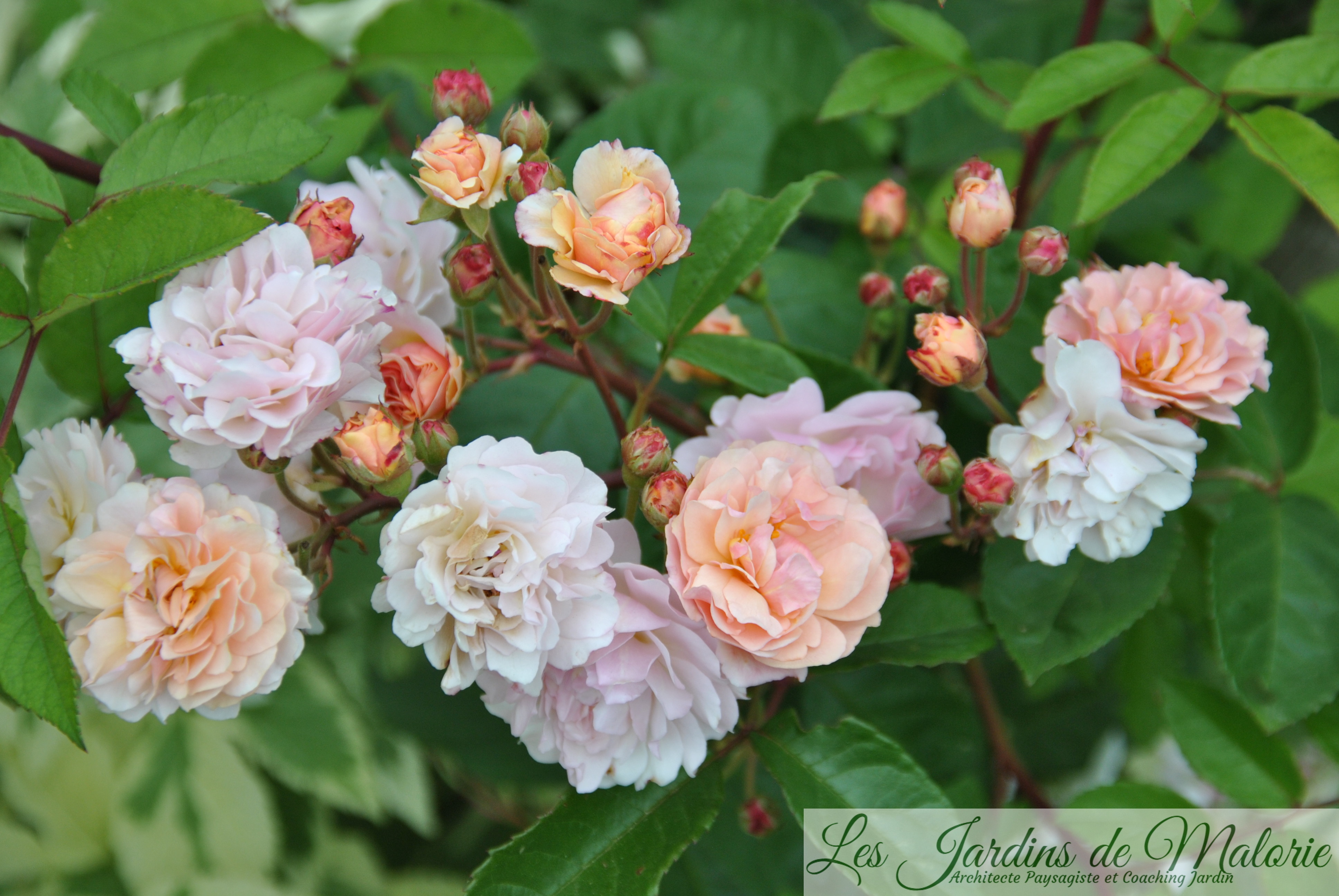 rosa 'Cornélia' - Les Jardins de Malorie