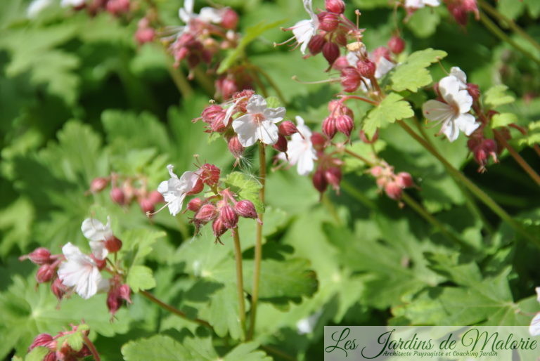 Mes incontournables : le Géranium macrorrhizum, un tout-terrain! - Les ...