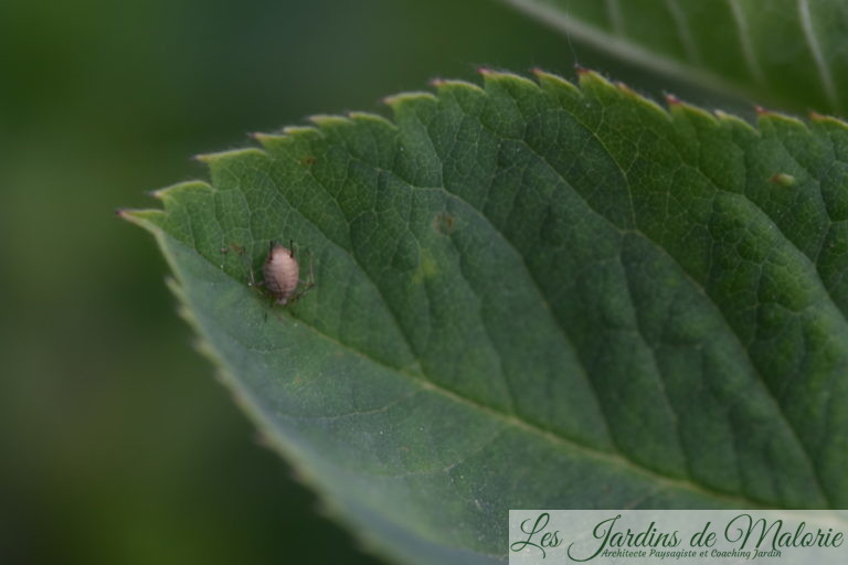 puceron parasité par une larve d'aphidius - Les Jardins de Malorie