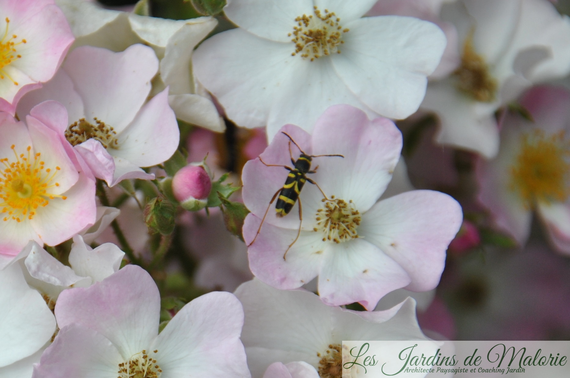 Insecte jaune et noir : Clyte Bélier - Les Jardins de Malorie