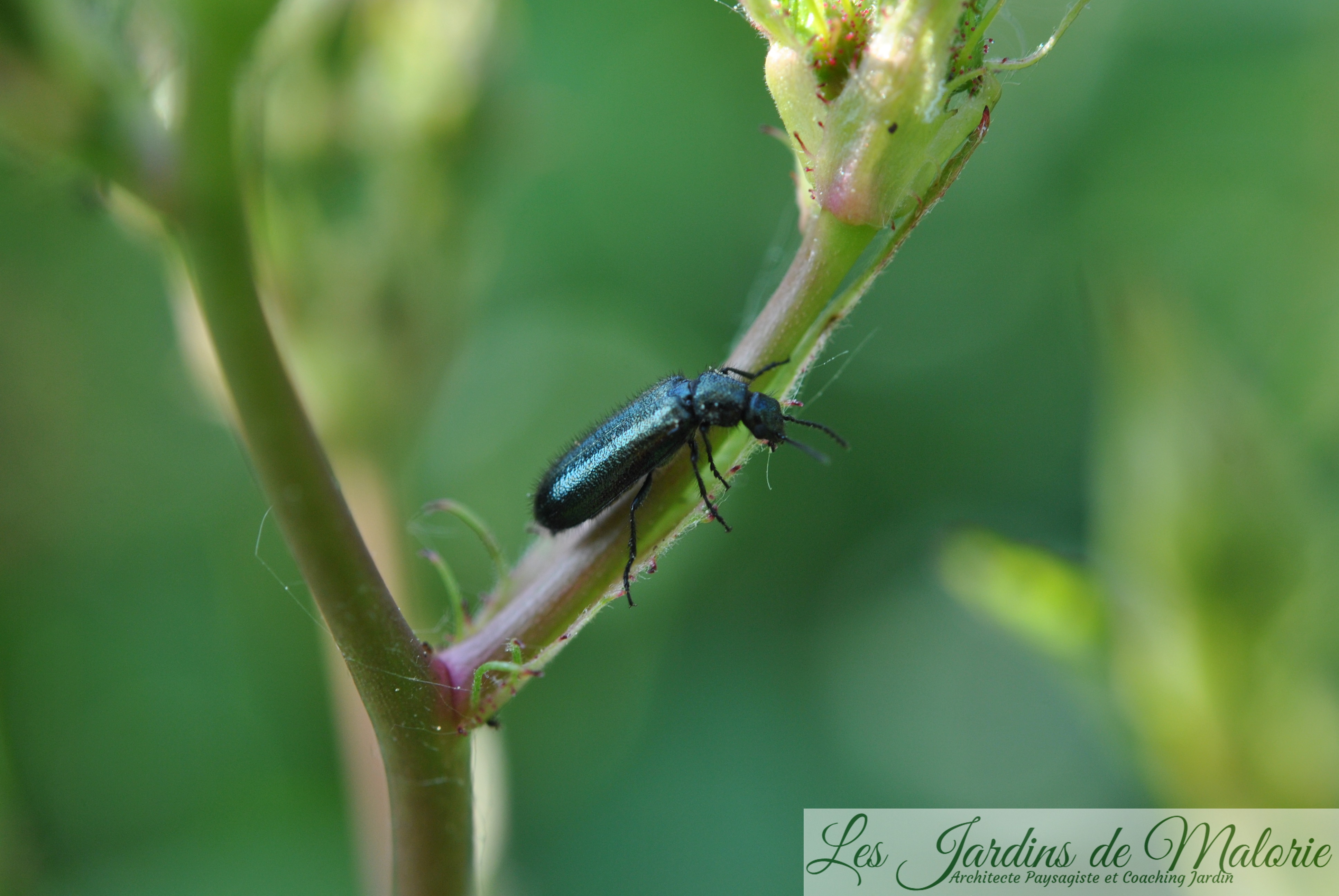 insecte - Les Jardins de Malorie