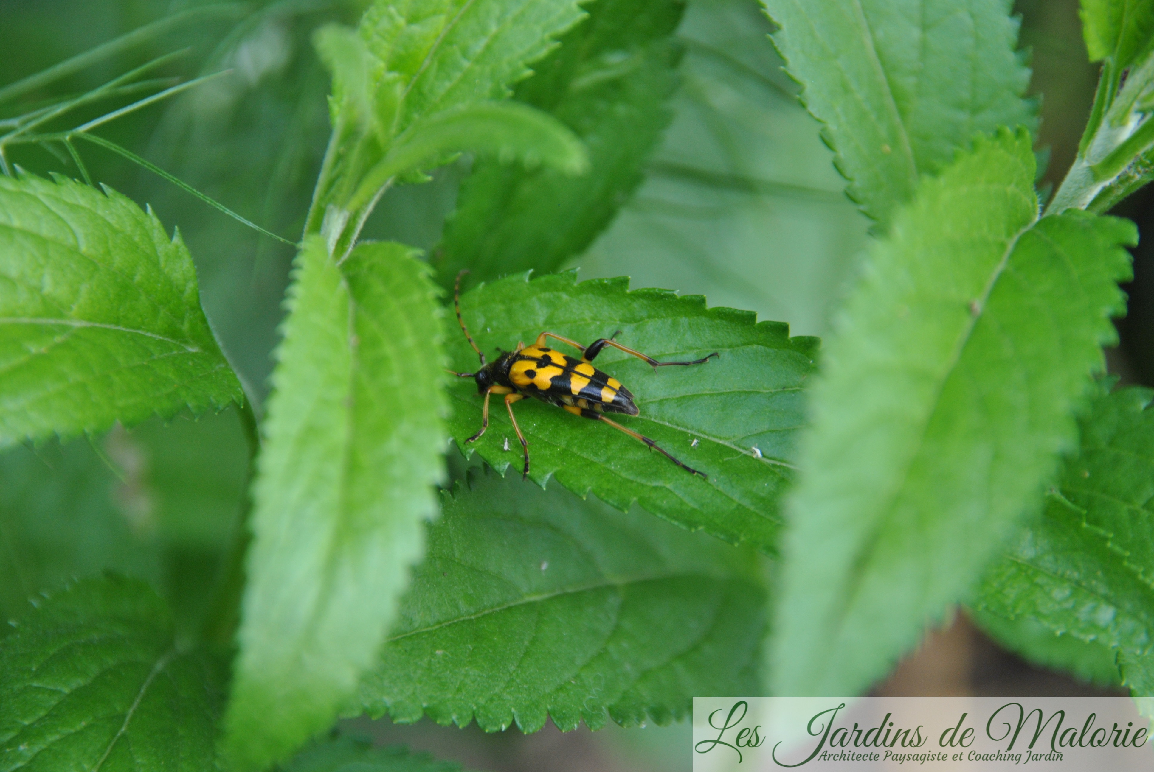 insecte - Les Jardins de Malorie