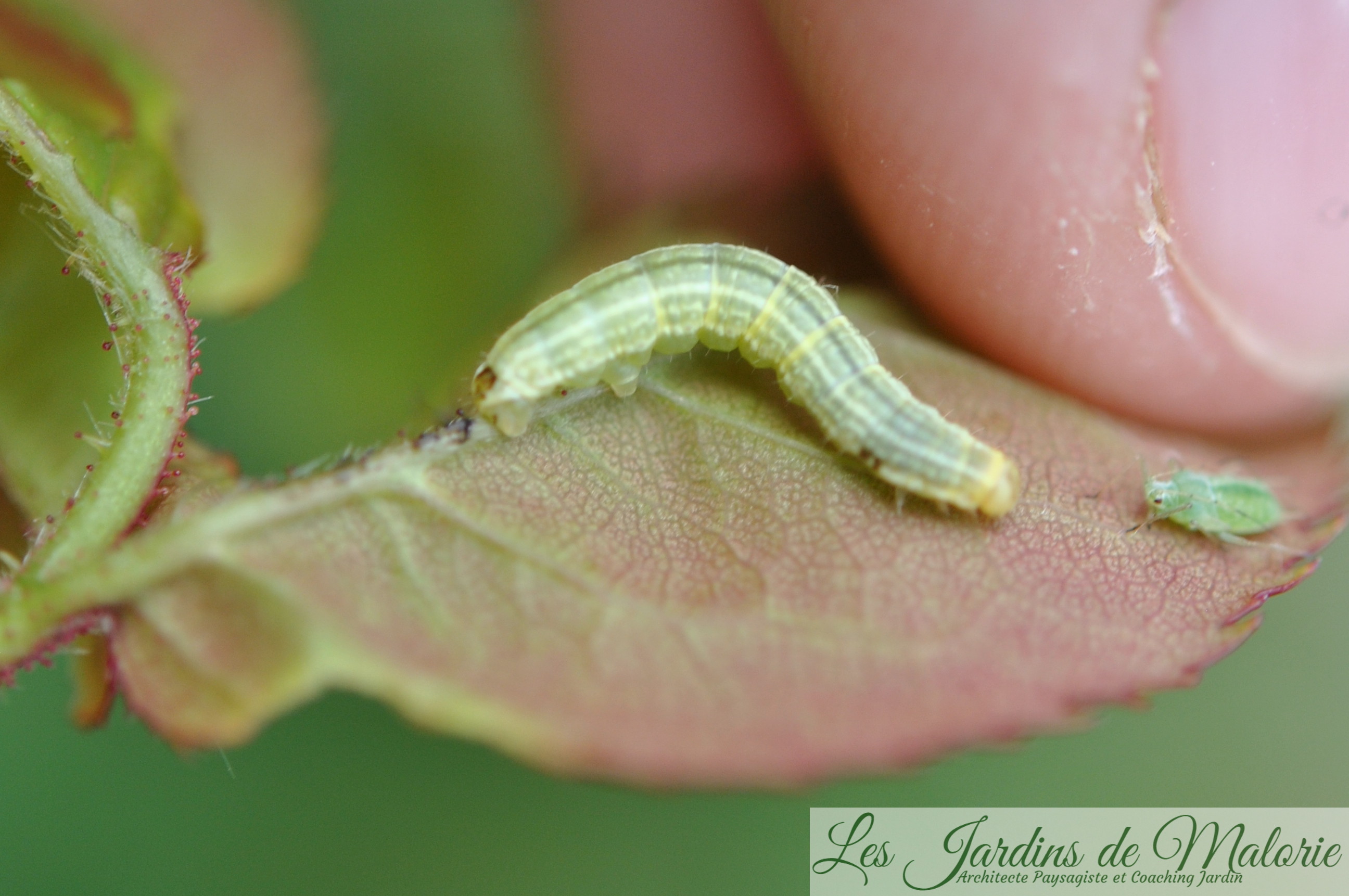 chenills - Les Jardins de Malorie