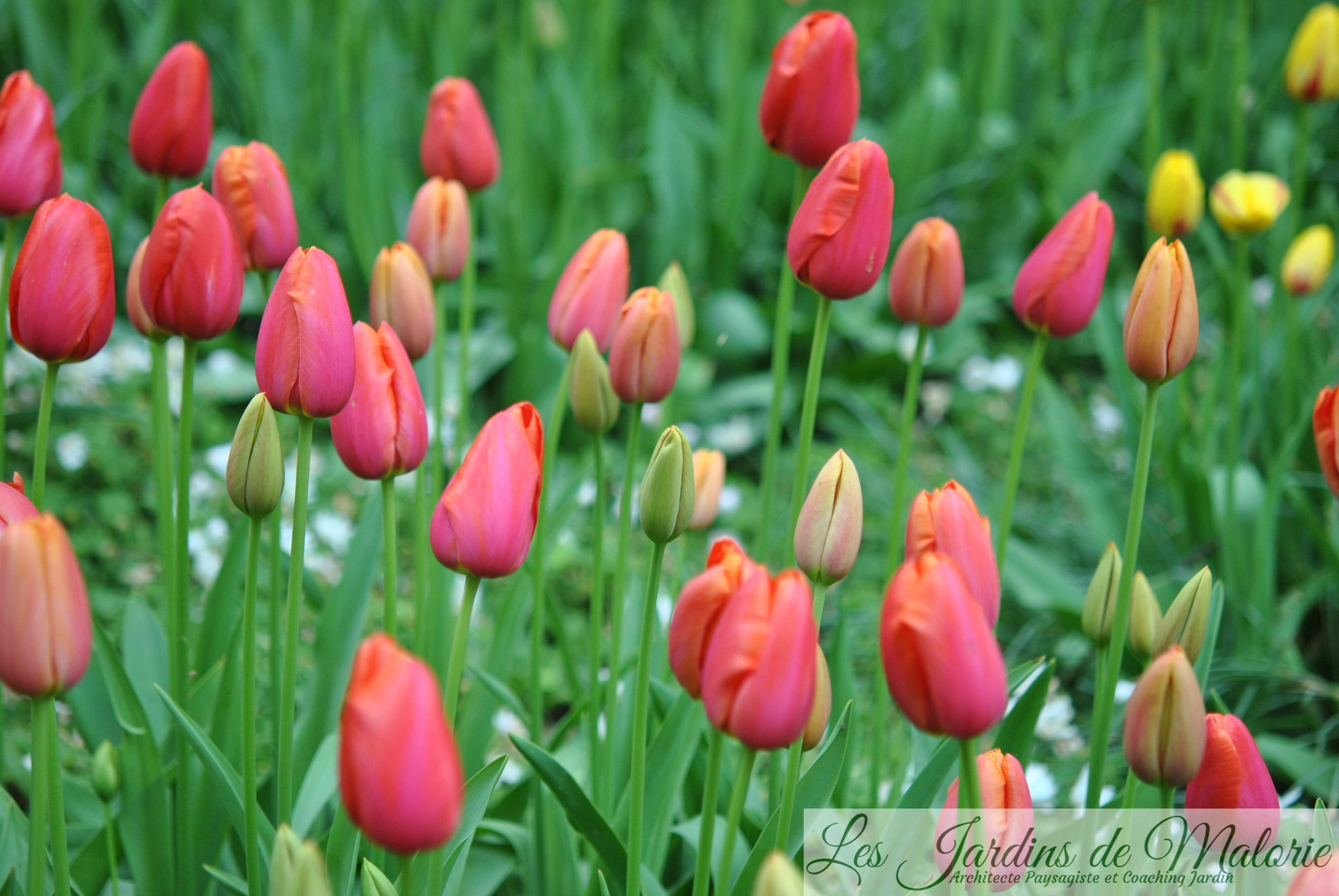 tulipa 'Avignon' - Les Jardins de Malorie