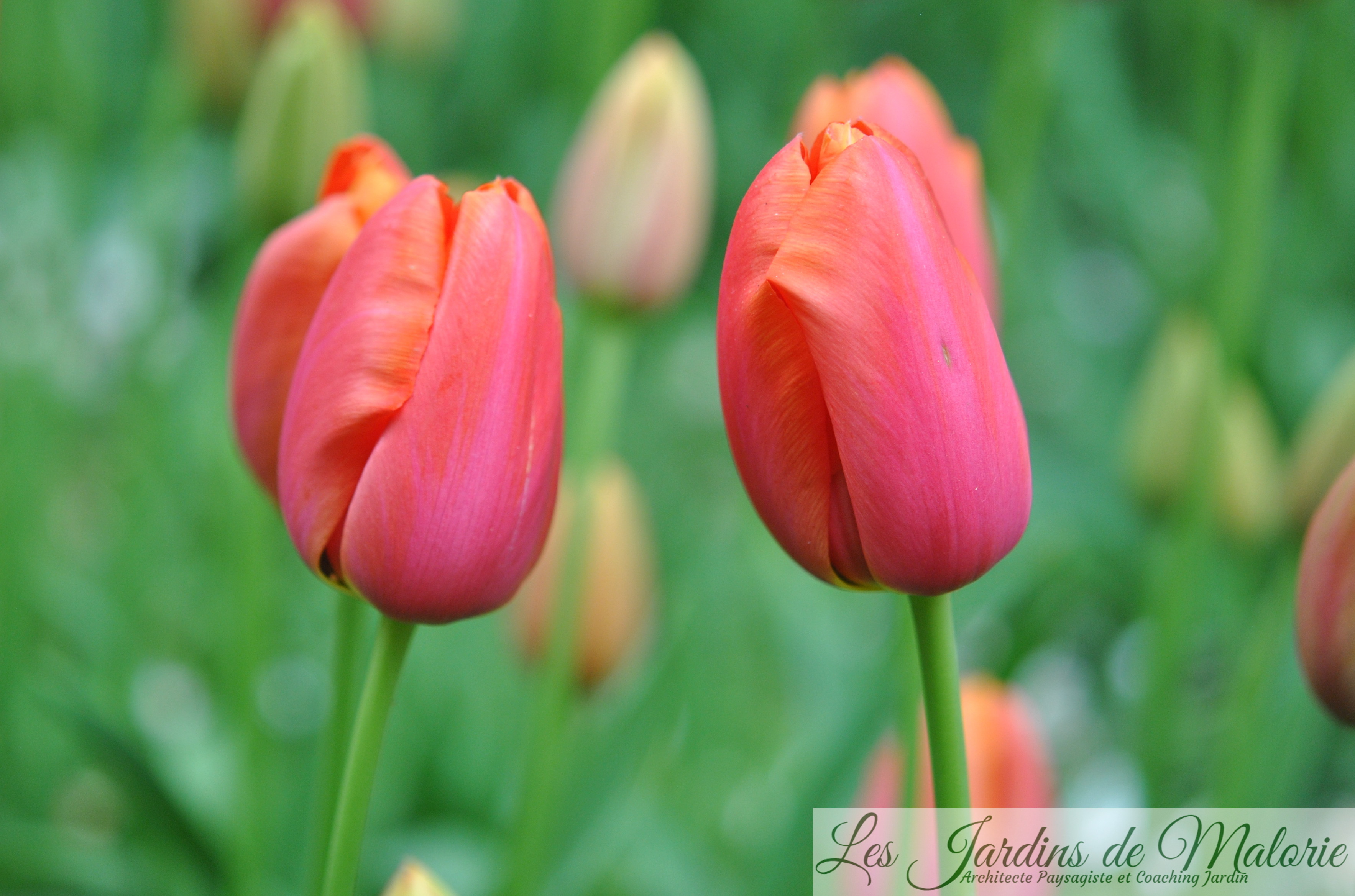 tulipa 'Avignon' - Les Jardins de Malorie