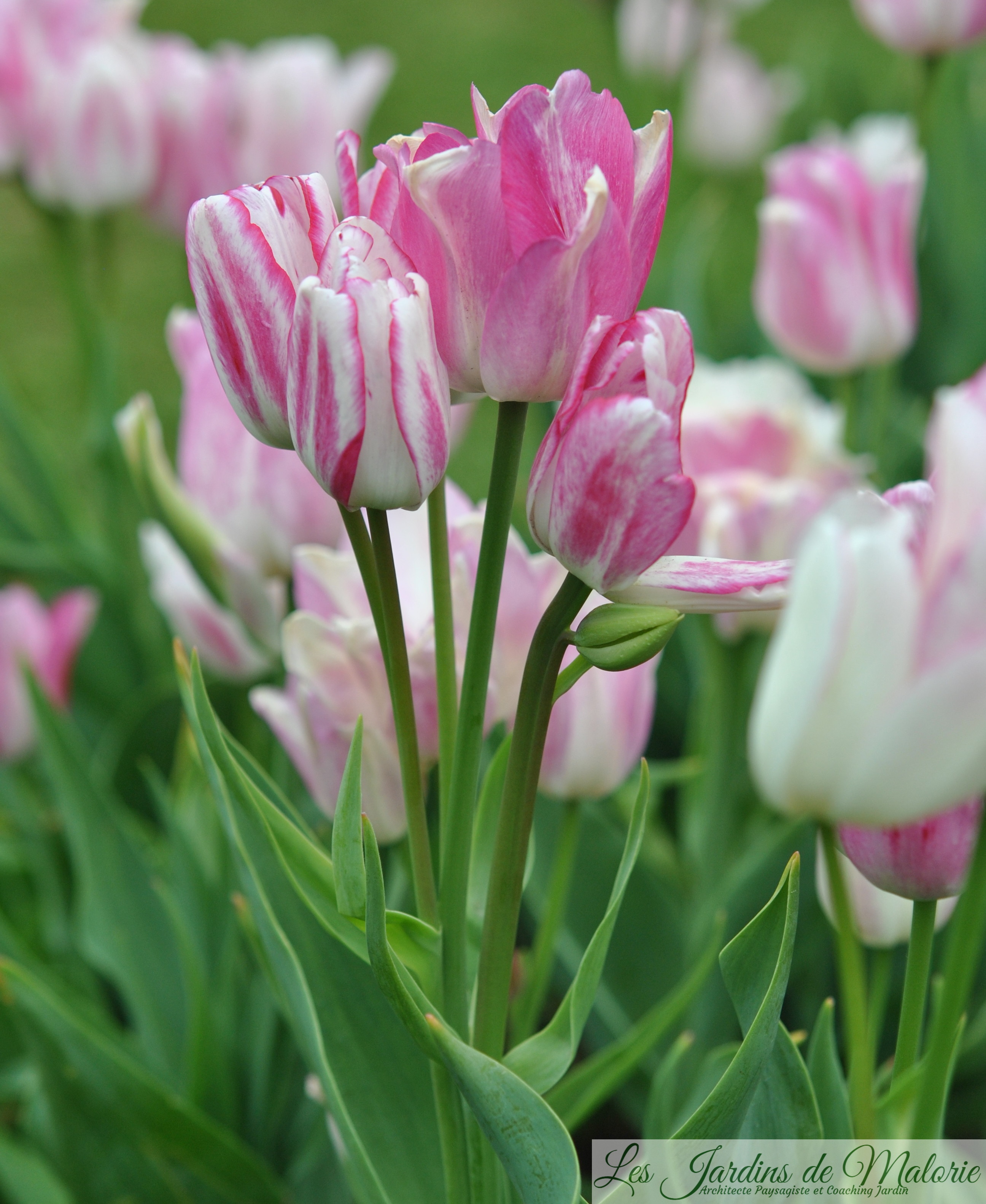 tulipa 'Candy Club' - Les Jardins de Malorie