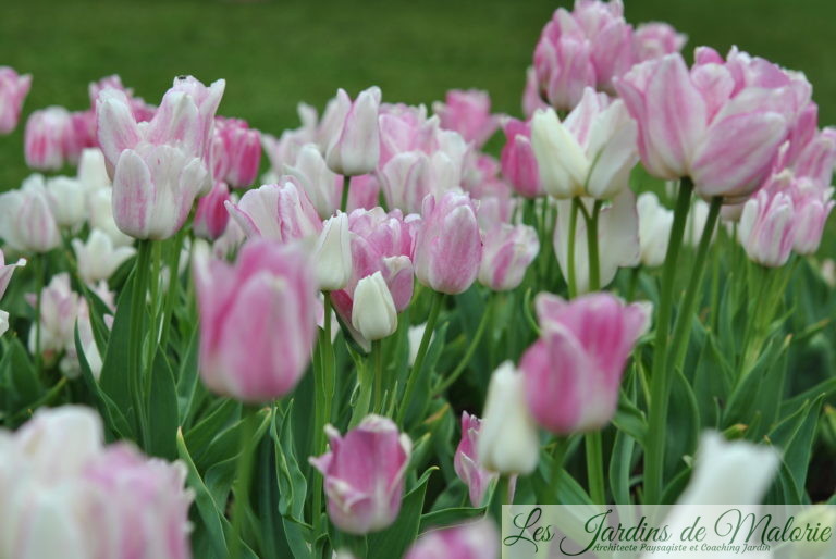 tulipa 'Candy Club' - Les Jardins de Malorie