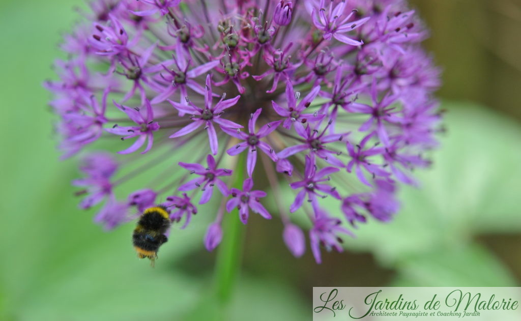 Ail, ail, ail, Allium! L'ail d'ornement - Les Jardins de Malorie