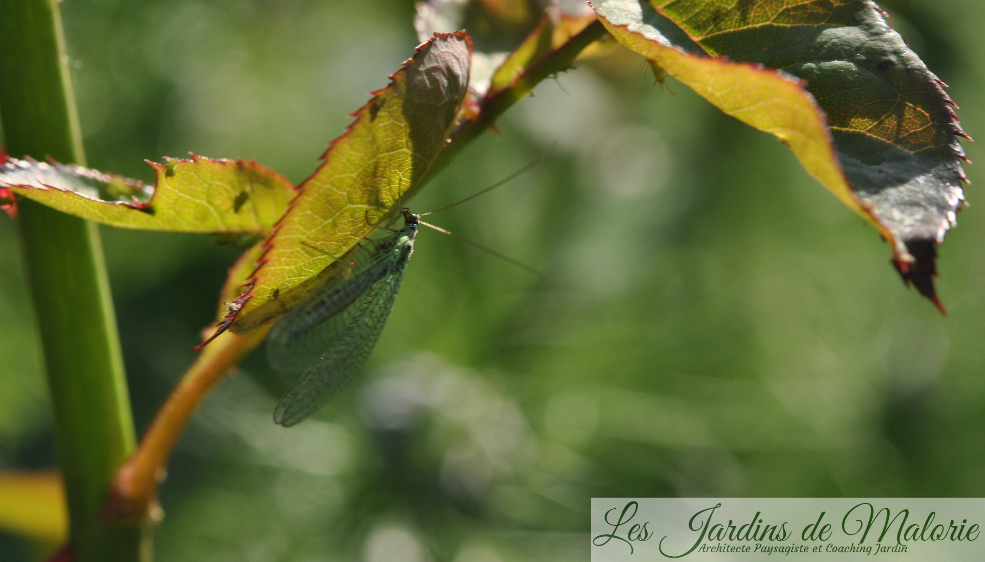 La chrysope, demoiselle aux yeux d'or, prédatrice de pucerons - Les ...