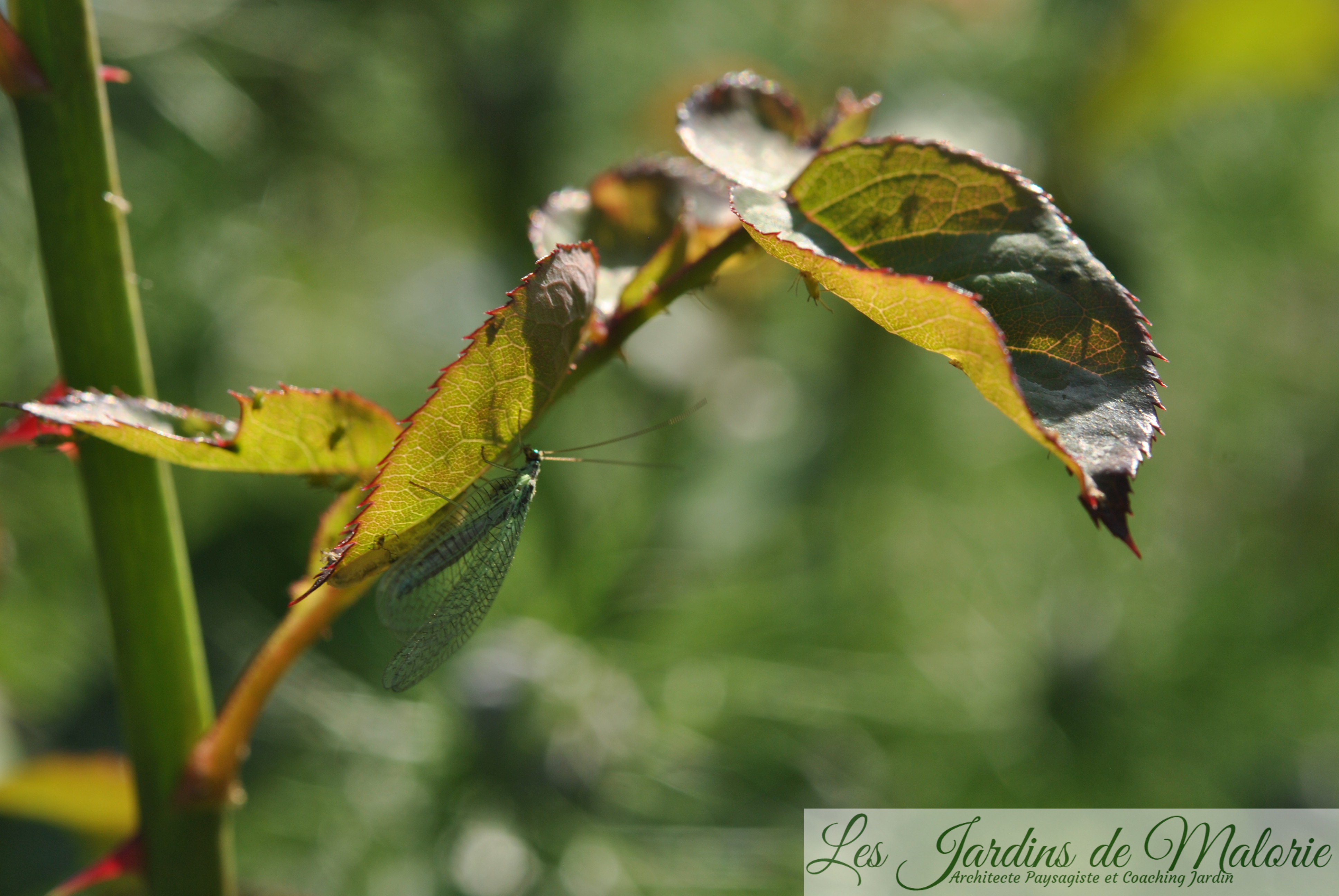 chrysope, insecte auxiliaire - Les Jardins de Malorie