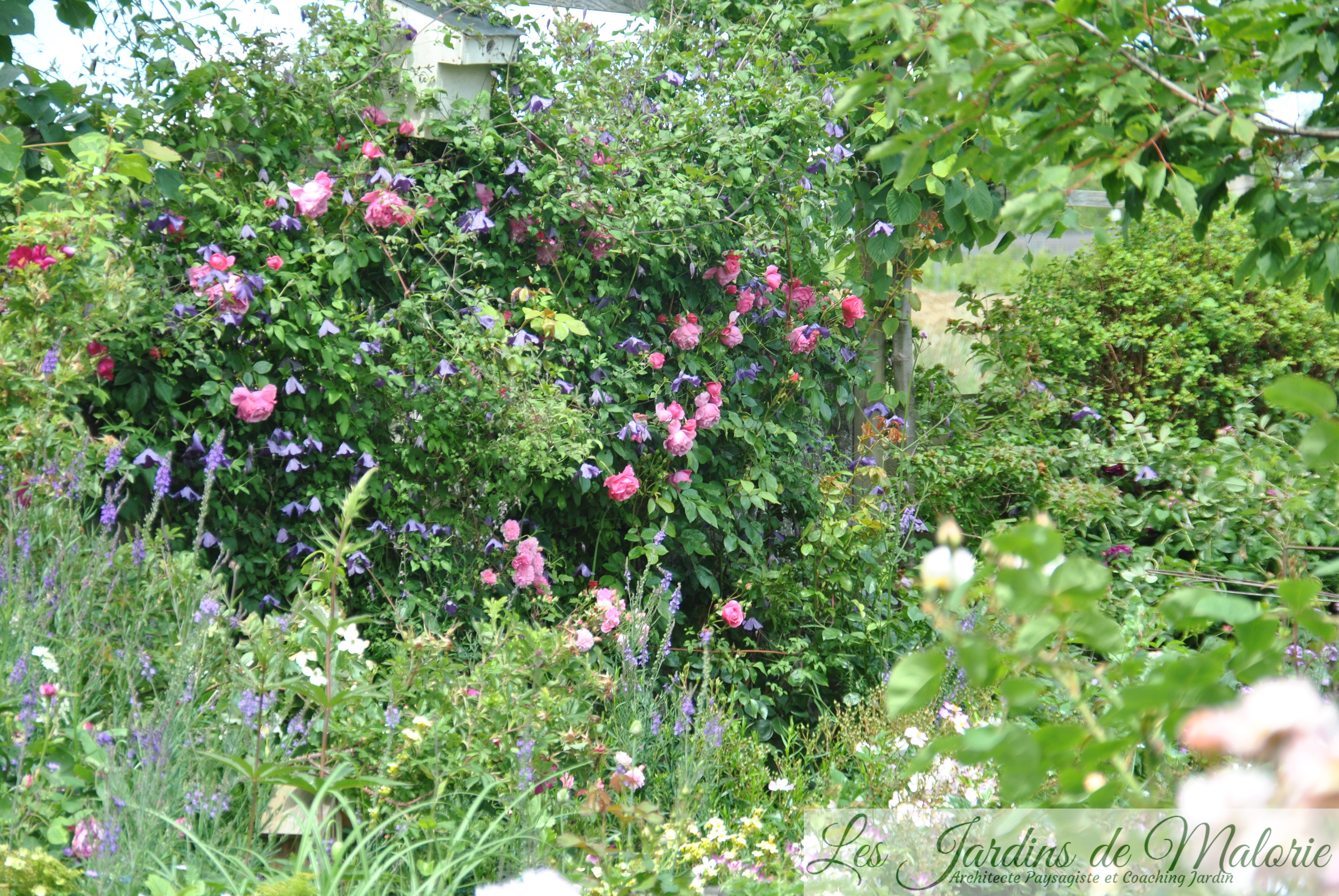 rosier 'Théo' et clématis 'Little Bas' - Les Jardins de Malorie