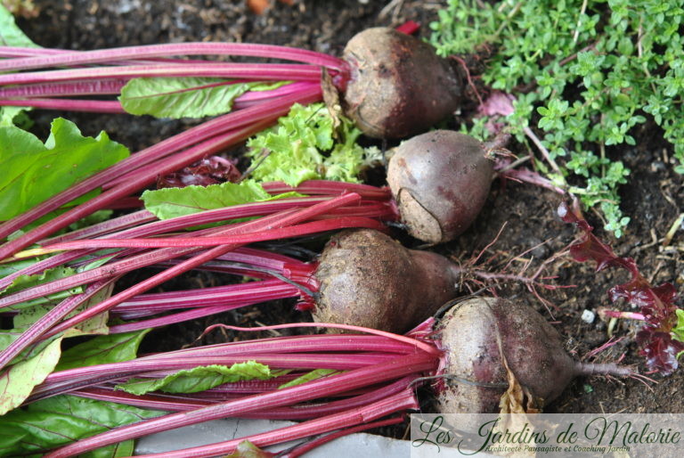 Au potager : mes betteraves rouges - Les Jardins de Malorie