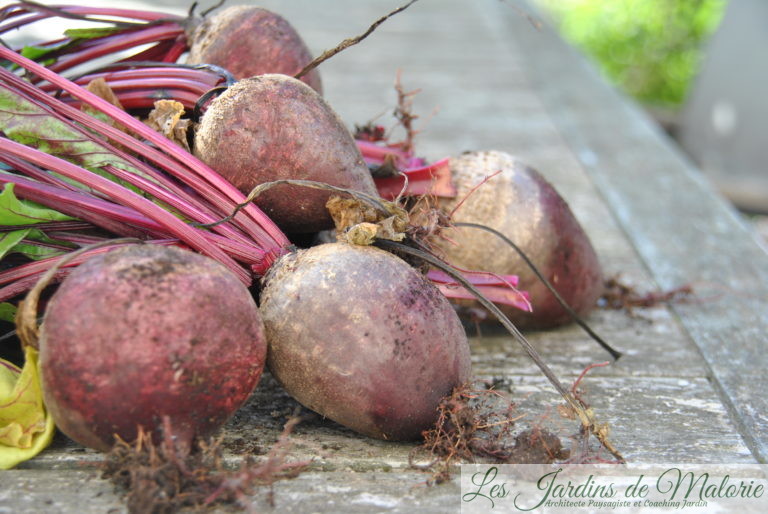 Au potager : mes betteraves rouges - Les Jardins de Malorie
