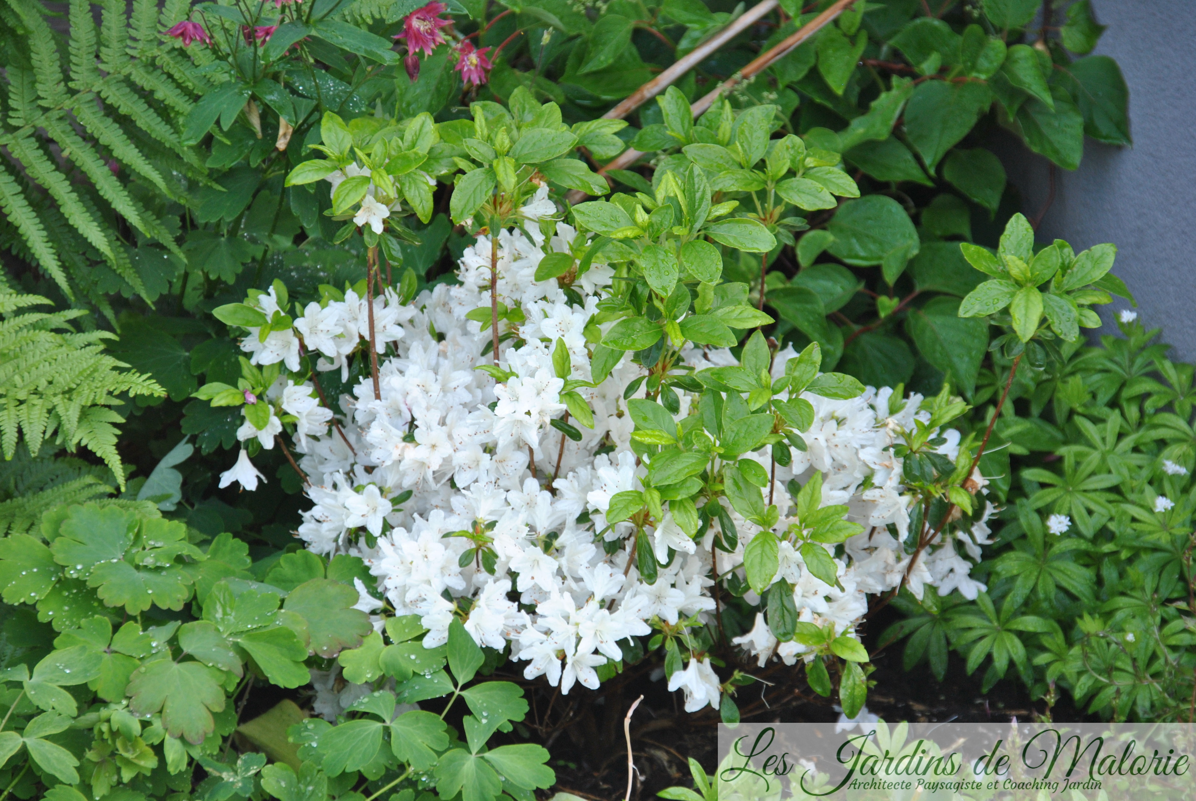 azalée nord - Les Jardins de Malorie