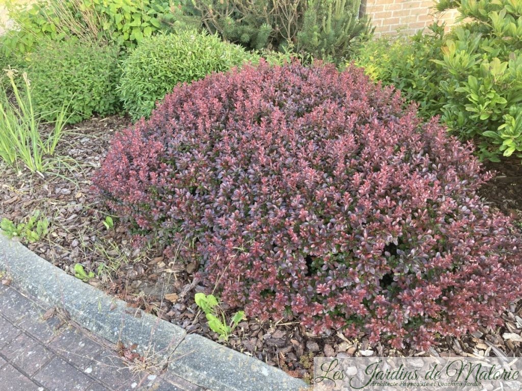 Des petits arbustes à fleurs pour créer une haie libre basse - Les ...
