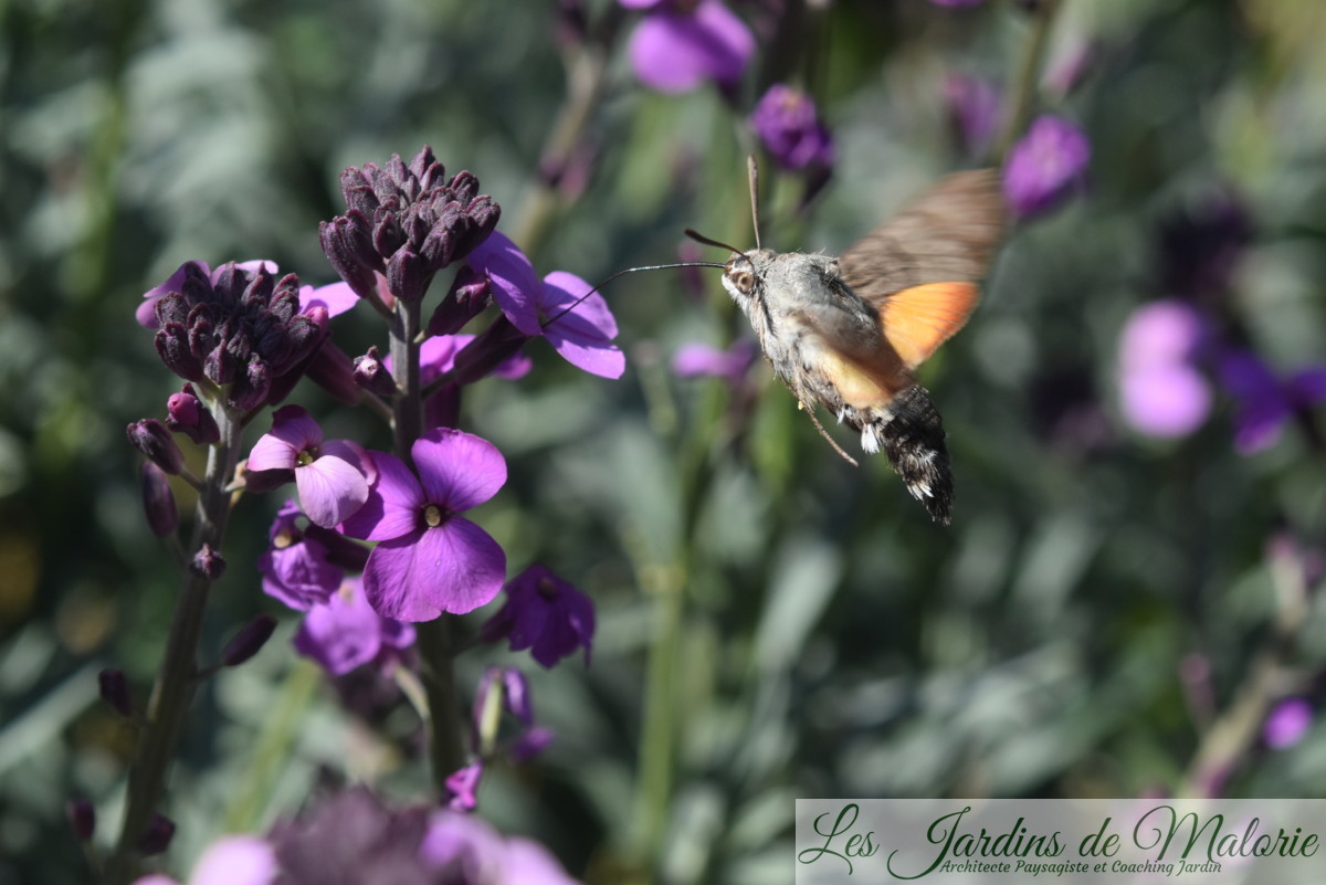 曆 Papillon Moro Sphinx - Les Jardins de Malorie