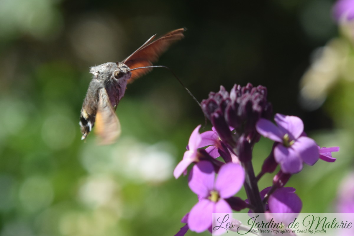 曆 Papillon Moro Sphinx - Les Jardins de Malorie