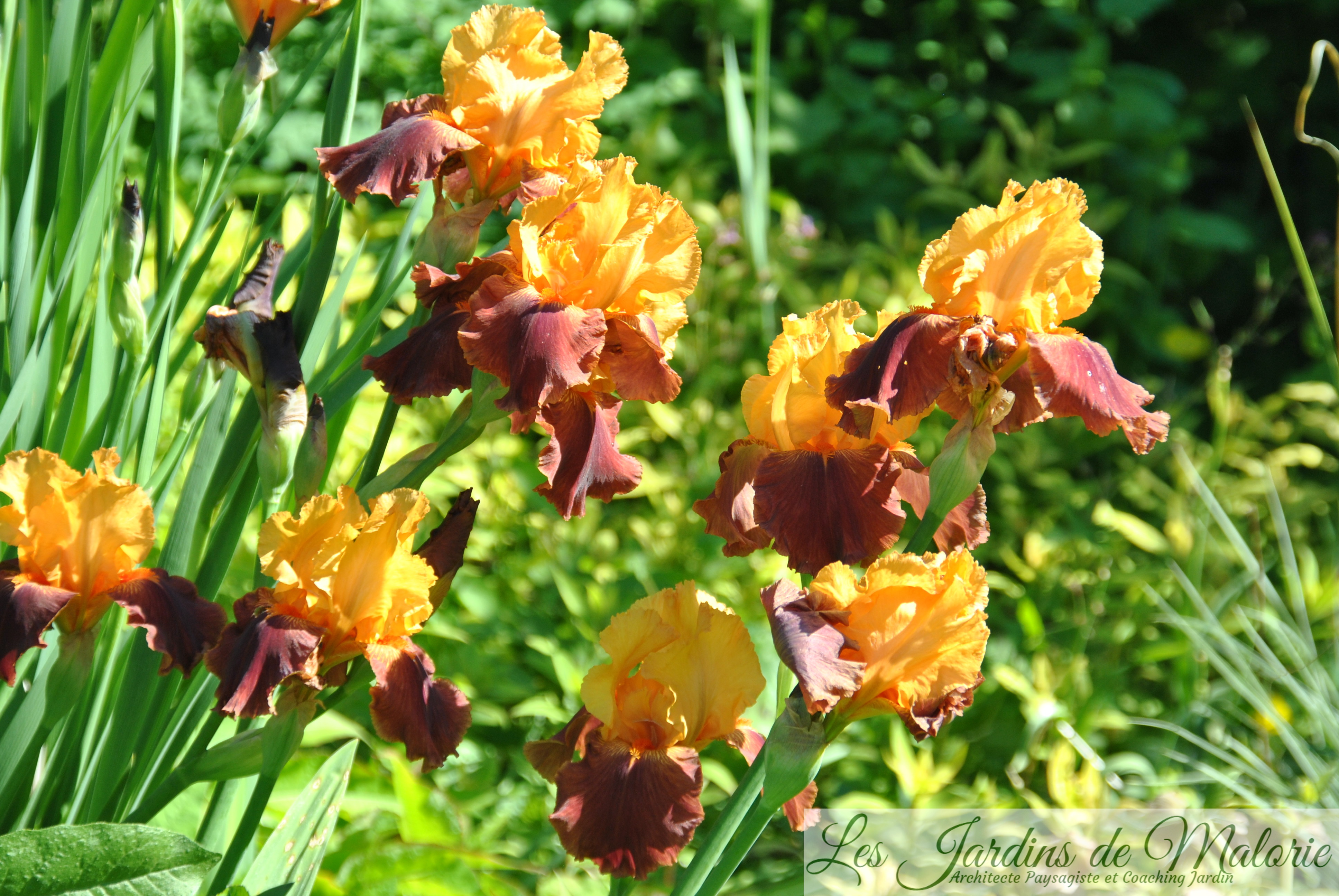 iris des jardins, iris barbu - Les Jardins de Malorie