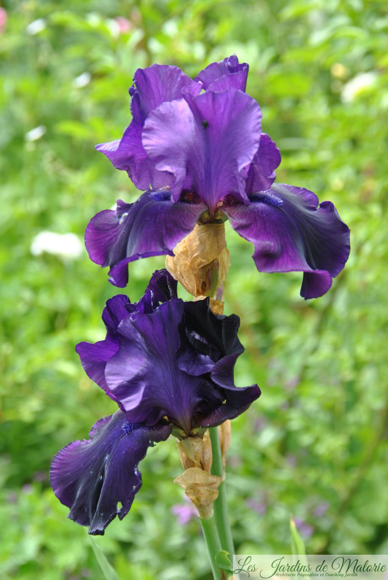 Iris des Jardins, c'est le moment de les planter! - Les Jardins de Malorie
