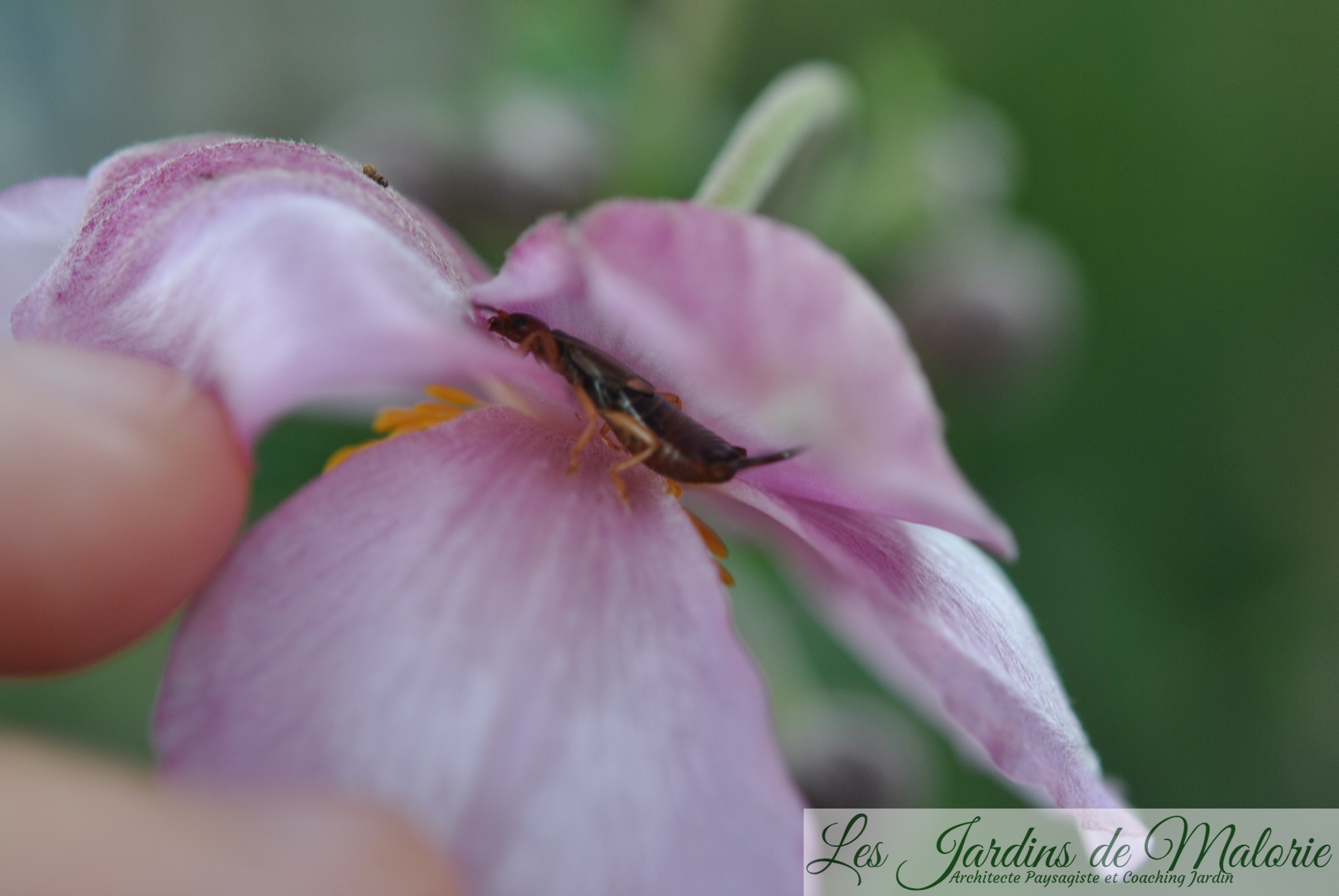 forficule, perce-oreille - Les Jardins de Malorie