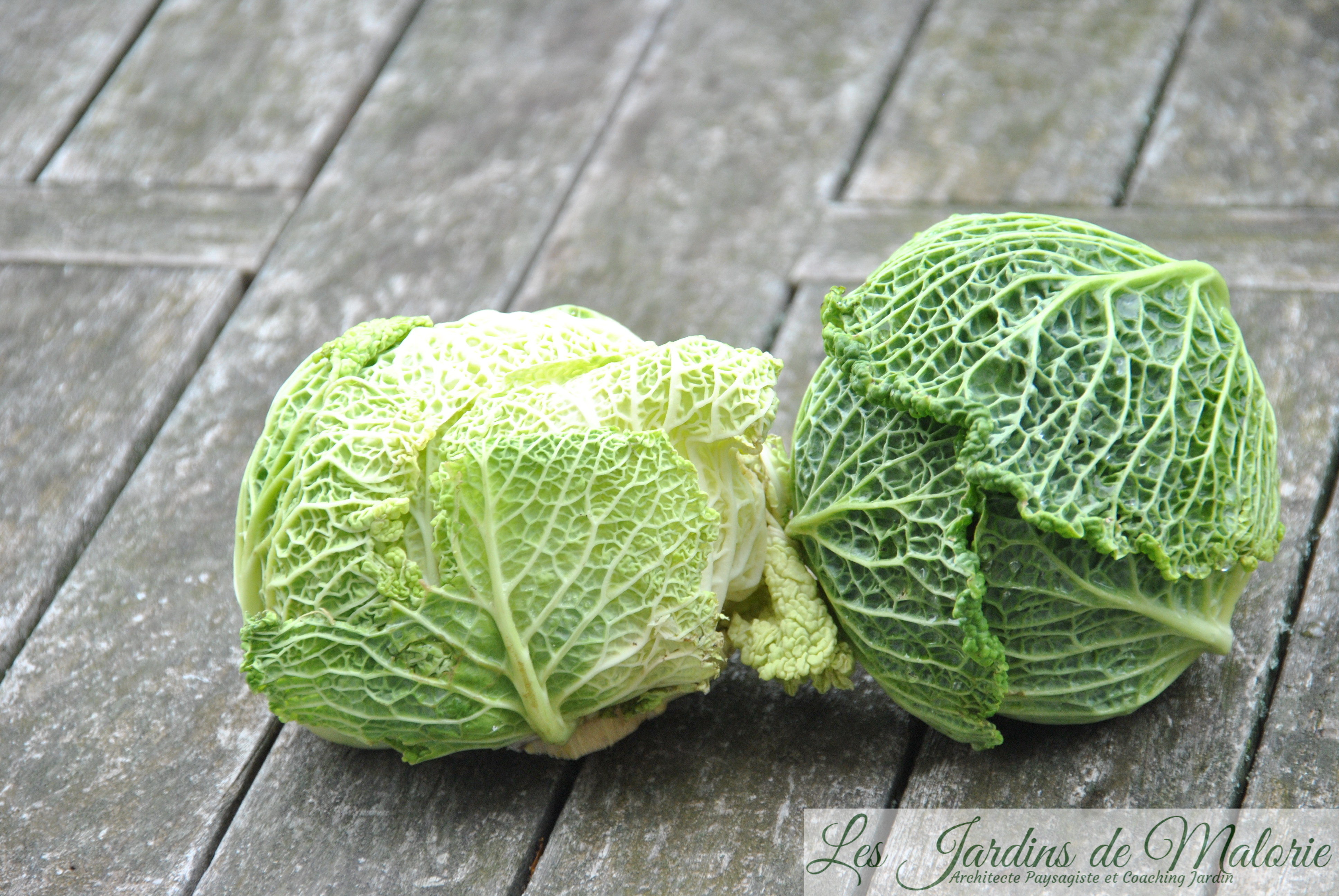 Au potager: récolte de choux - Les Jardins de Malorie