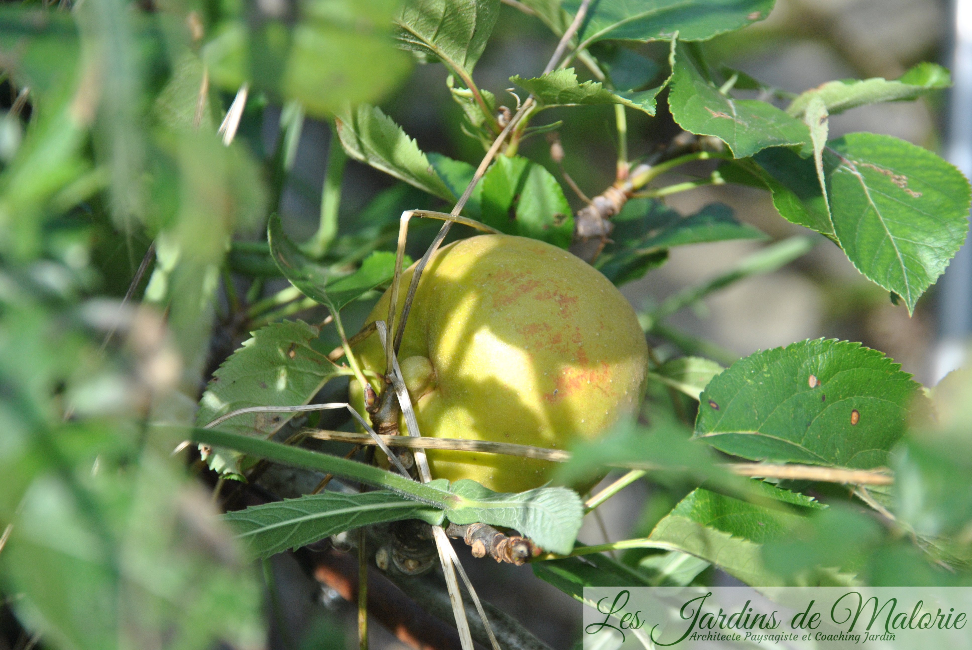 pomme - Les Jardins de Malorie