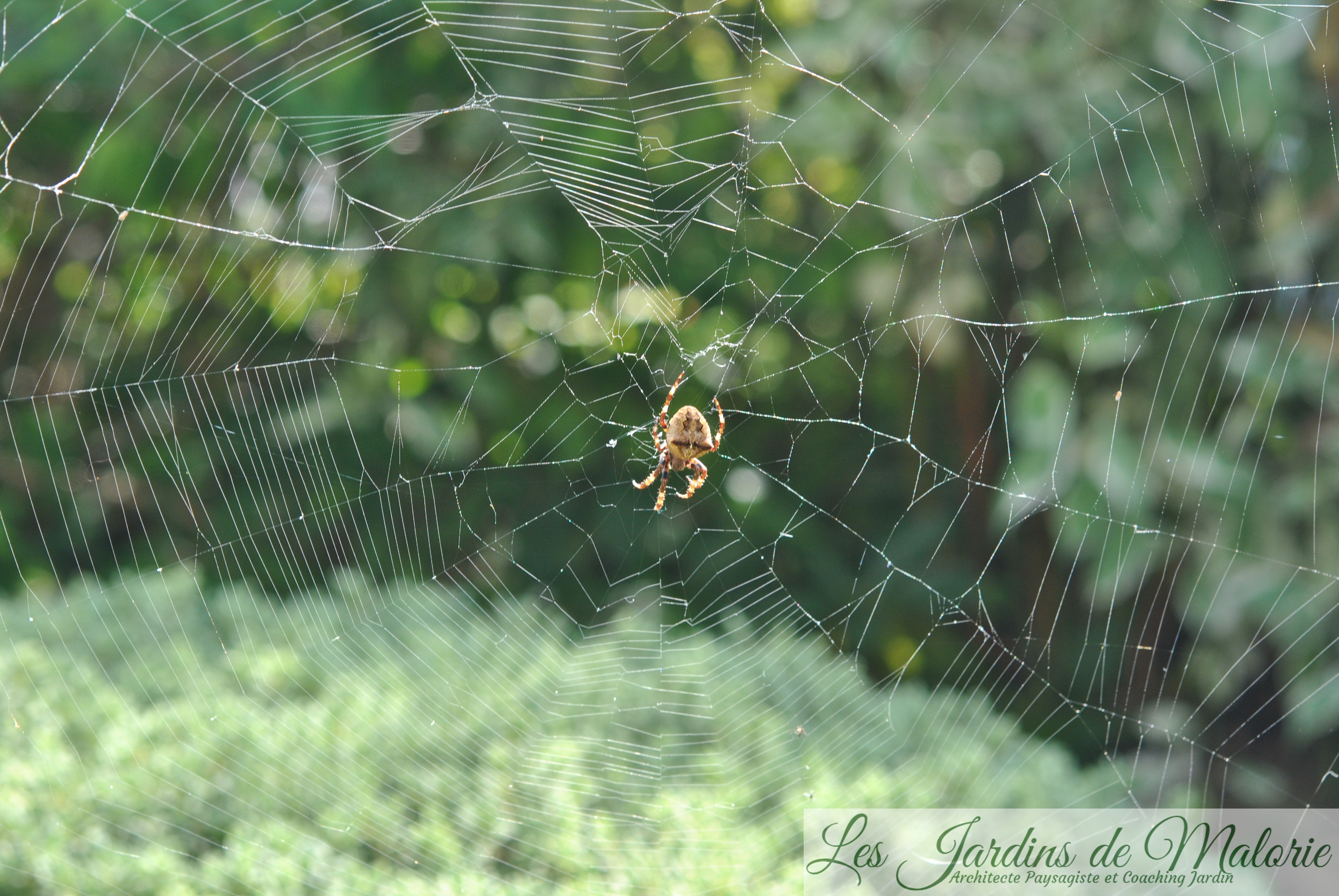 araignée - Les Jardins de Malorie