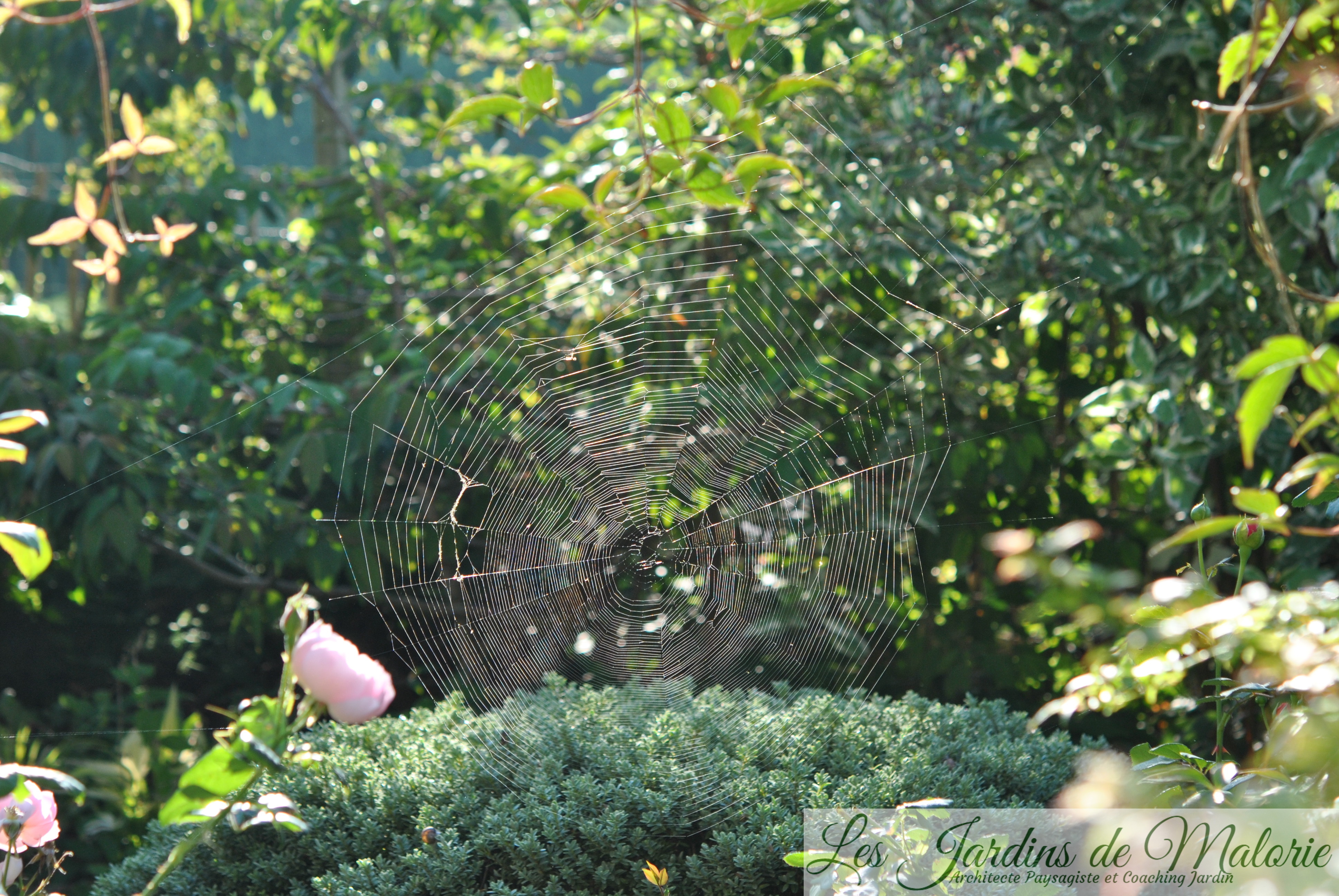 toile d'araignée - Les Jardins de Malorie