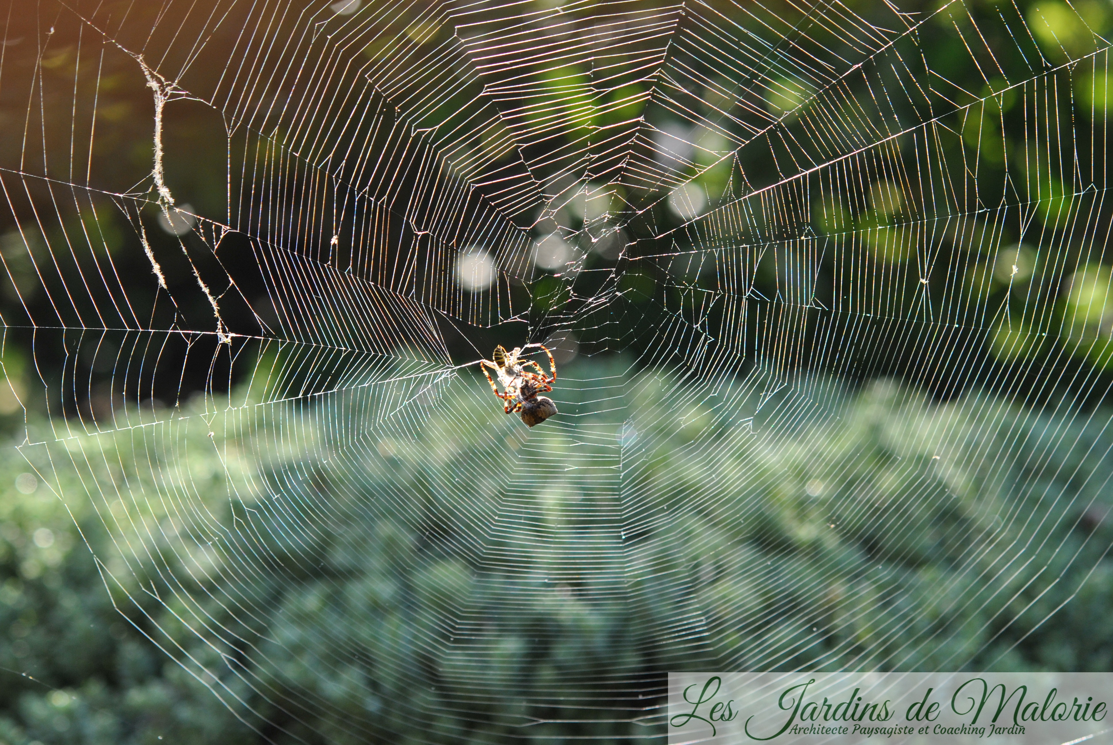toile d'araignée - Les Jardins de Malorie