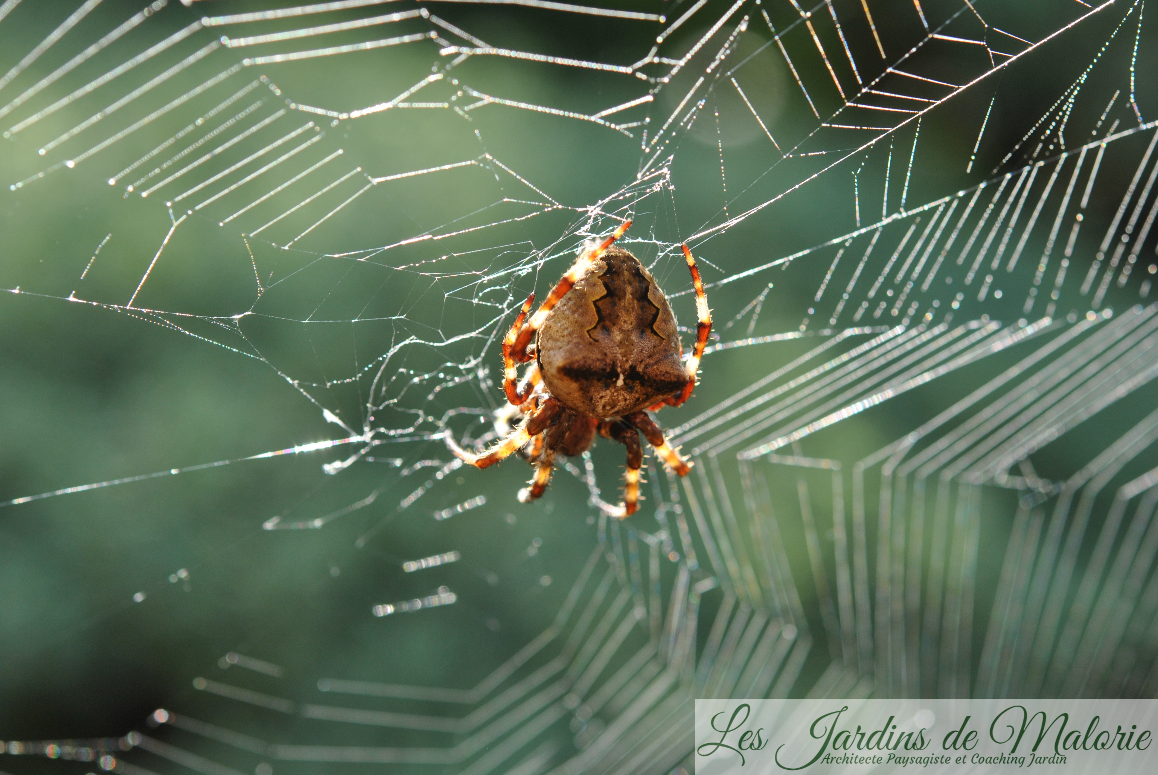 toile d'araignée - Les Jardins de Malorie