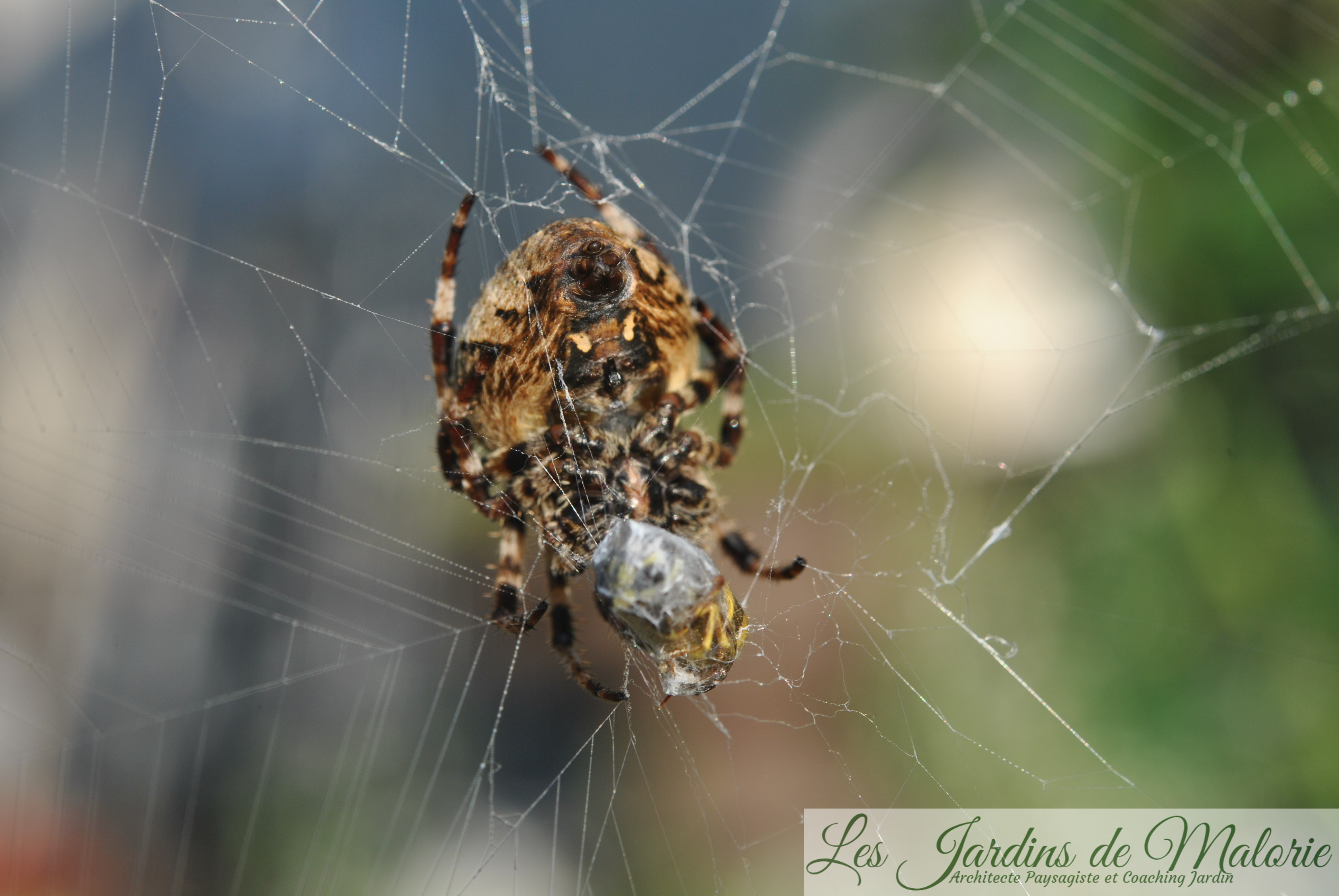 toile d'araignée - Les Jardins de Malorie
