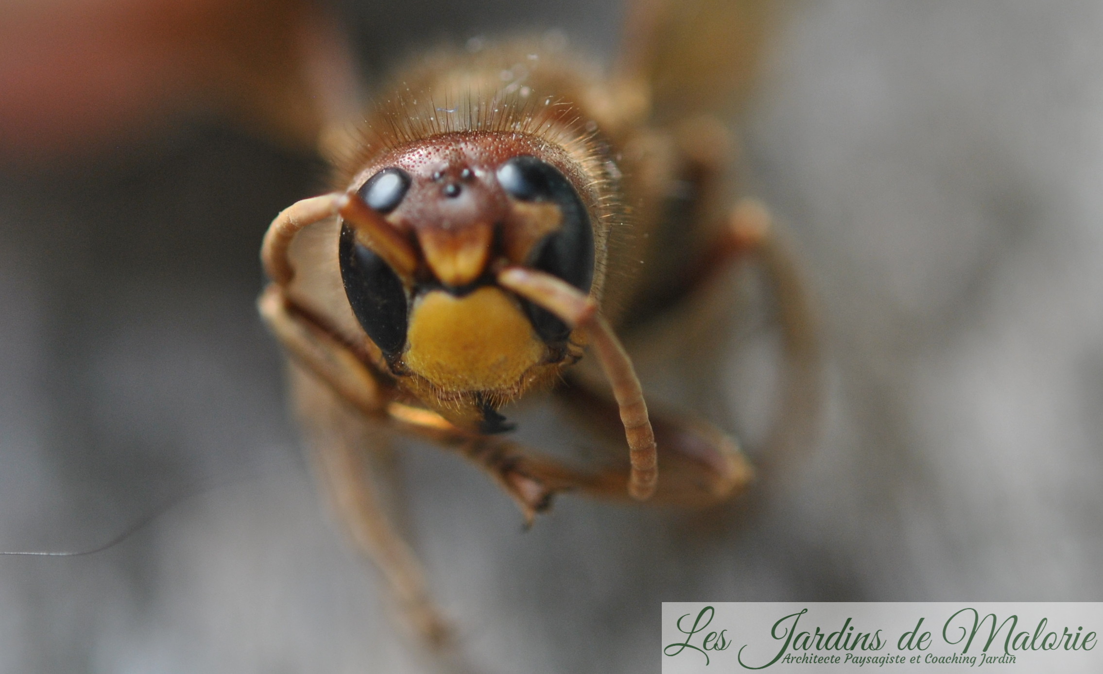 frelon européen - Les Jardins de Malorie