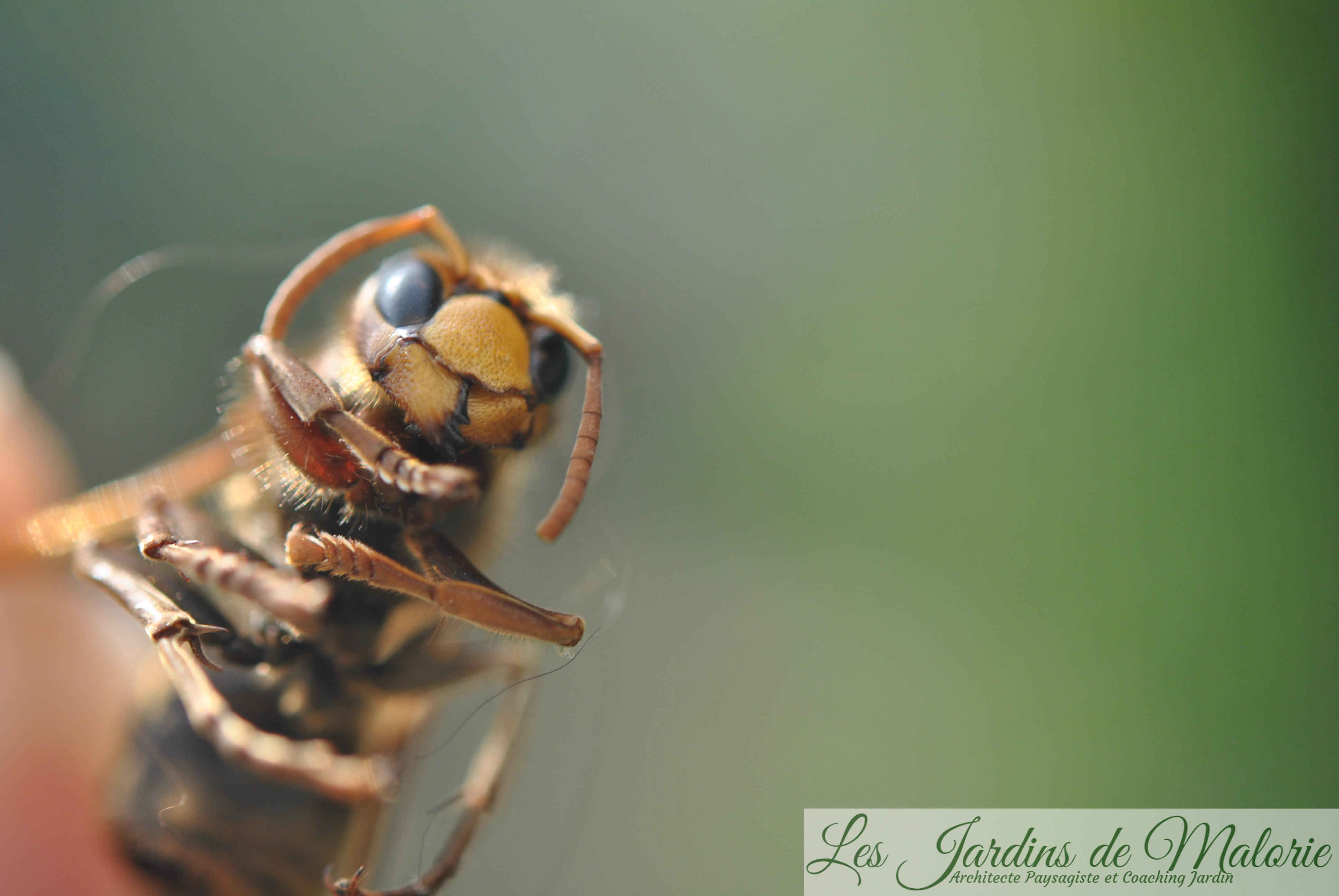 frelon européen - Les Jardins de Malorie