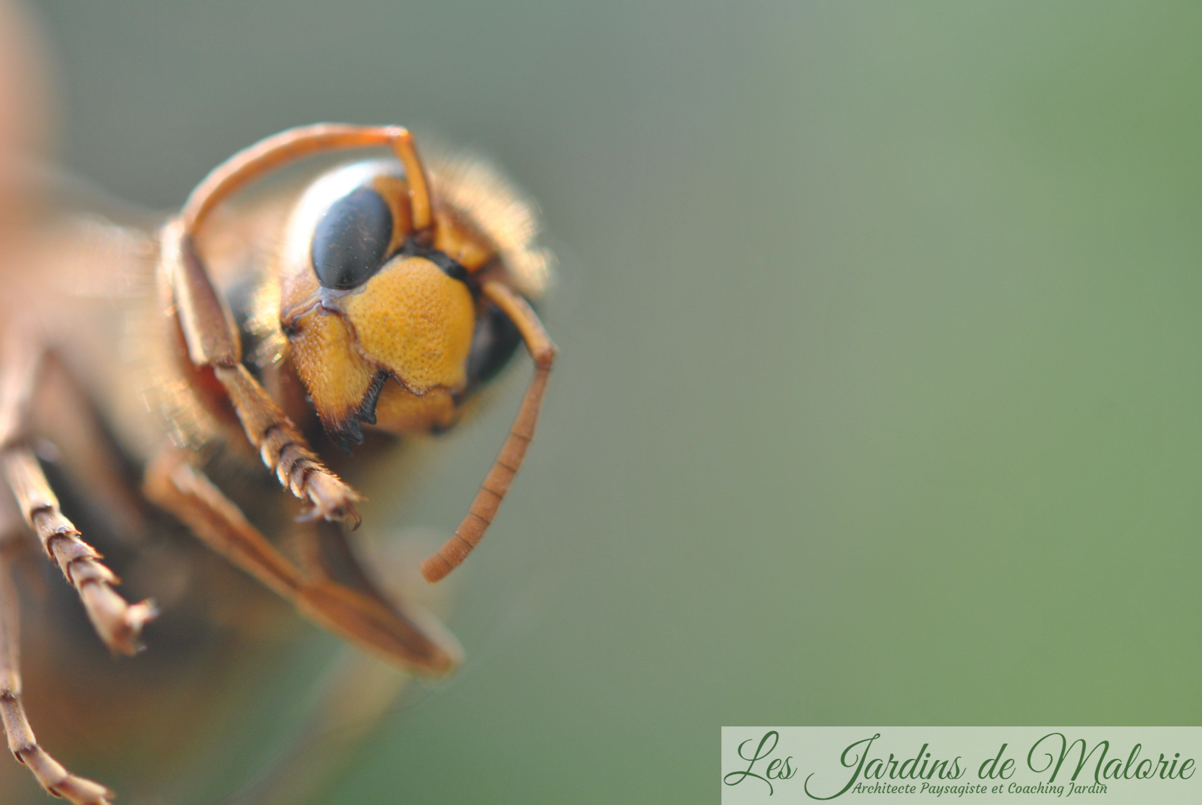 frelon européen - Les Jardins de Malorie