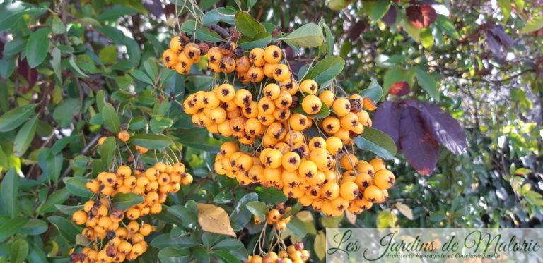 Des arbustes à baies pour les oiseaux - Les Jardins de Malorie