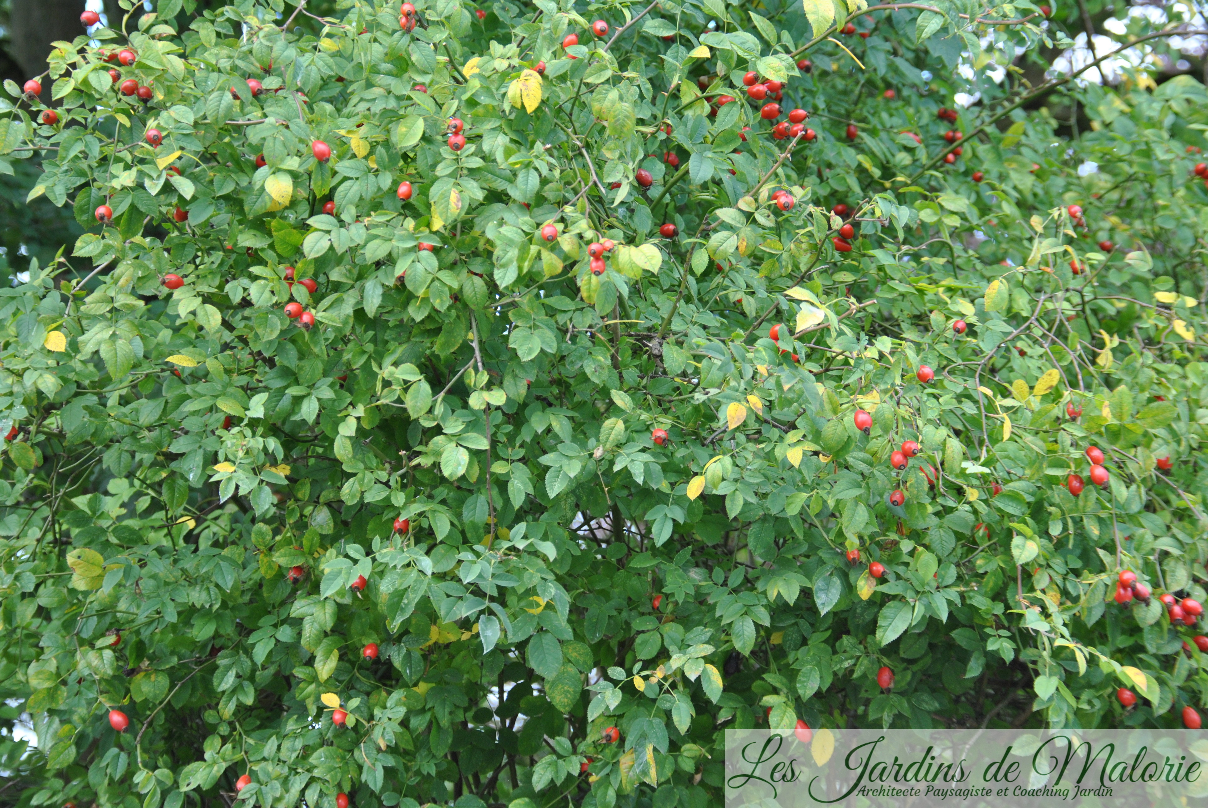 les cynorhodons d'un rosier sauvage - Les Jardins de Malorie