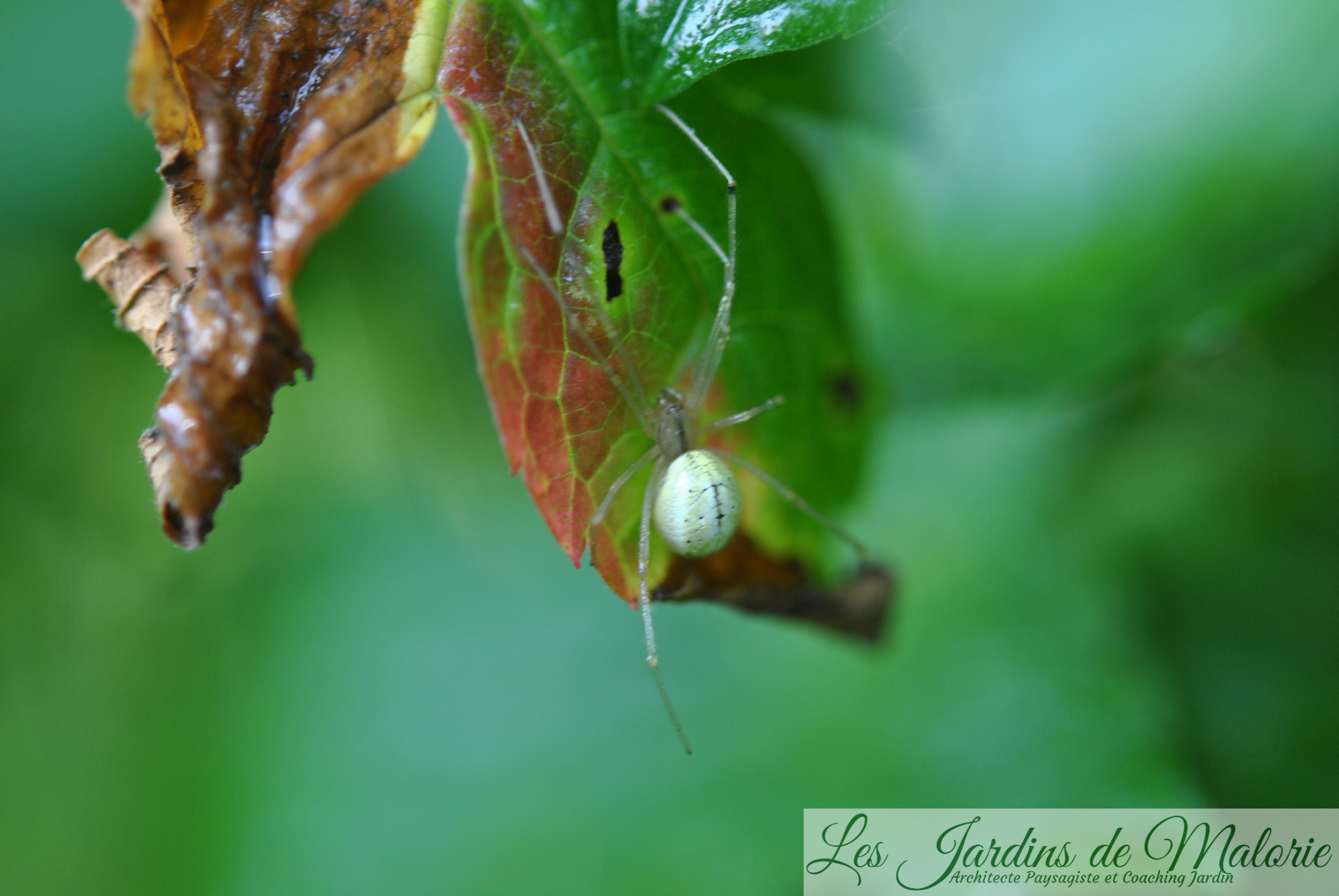 araignée - Les Jardins de Malorie