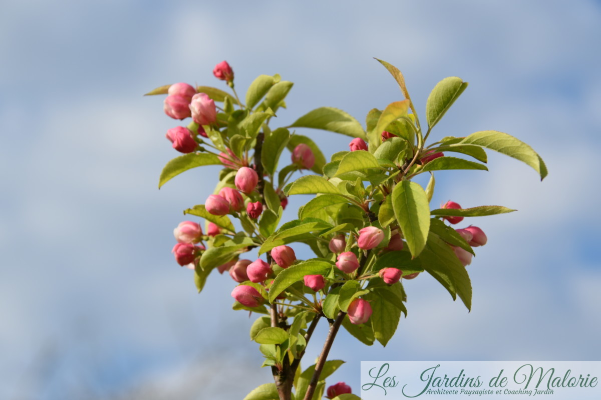 pommetier, malus 'Sugar Tyme' - Les Jardins de Malorie