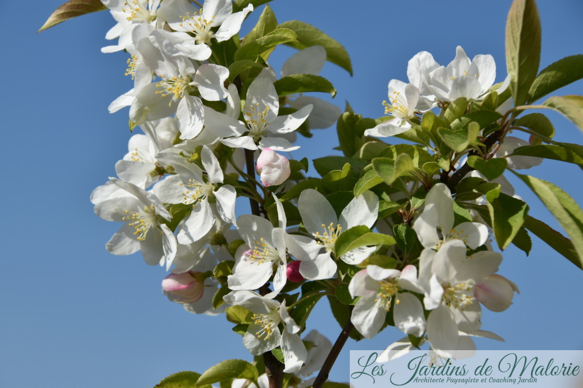 Mon joli pommetier : Malus 'Sugar Tyme' - Les Jardins de Malorie