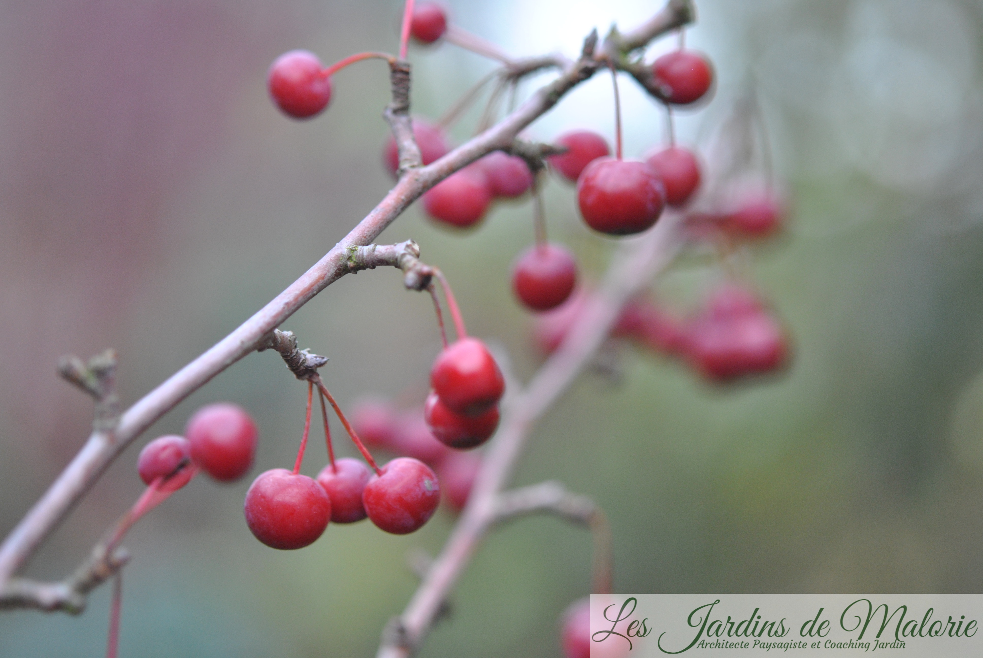Mon joli pommetier : Malus 'Sugar Tyme' - Les Jardins de Malorie
