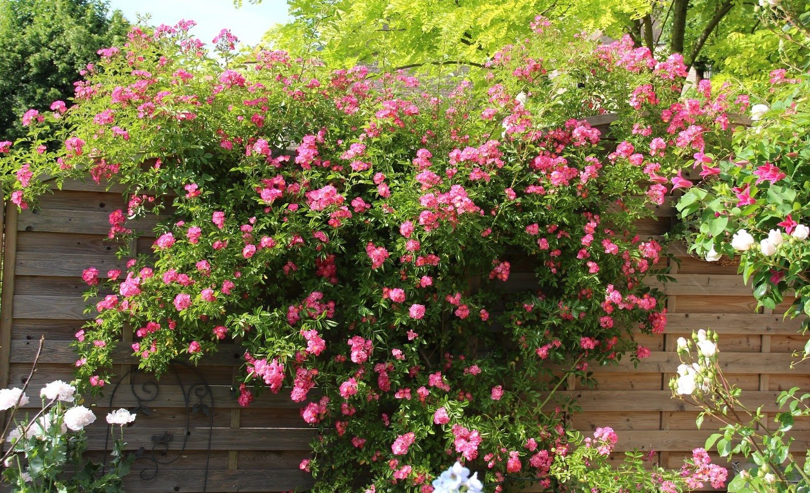 Des rosiers (presque) sans épines? - Les Jardins de Malorie